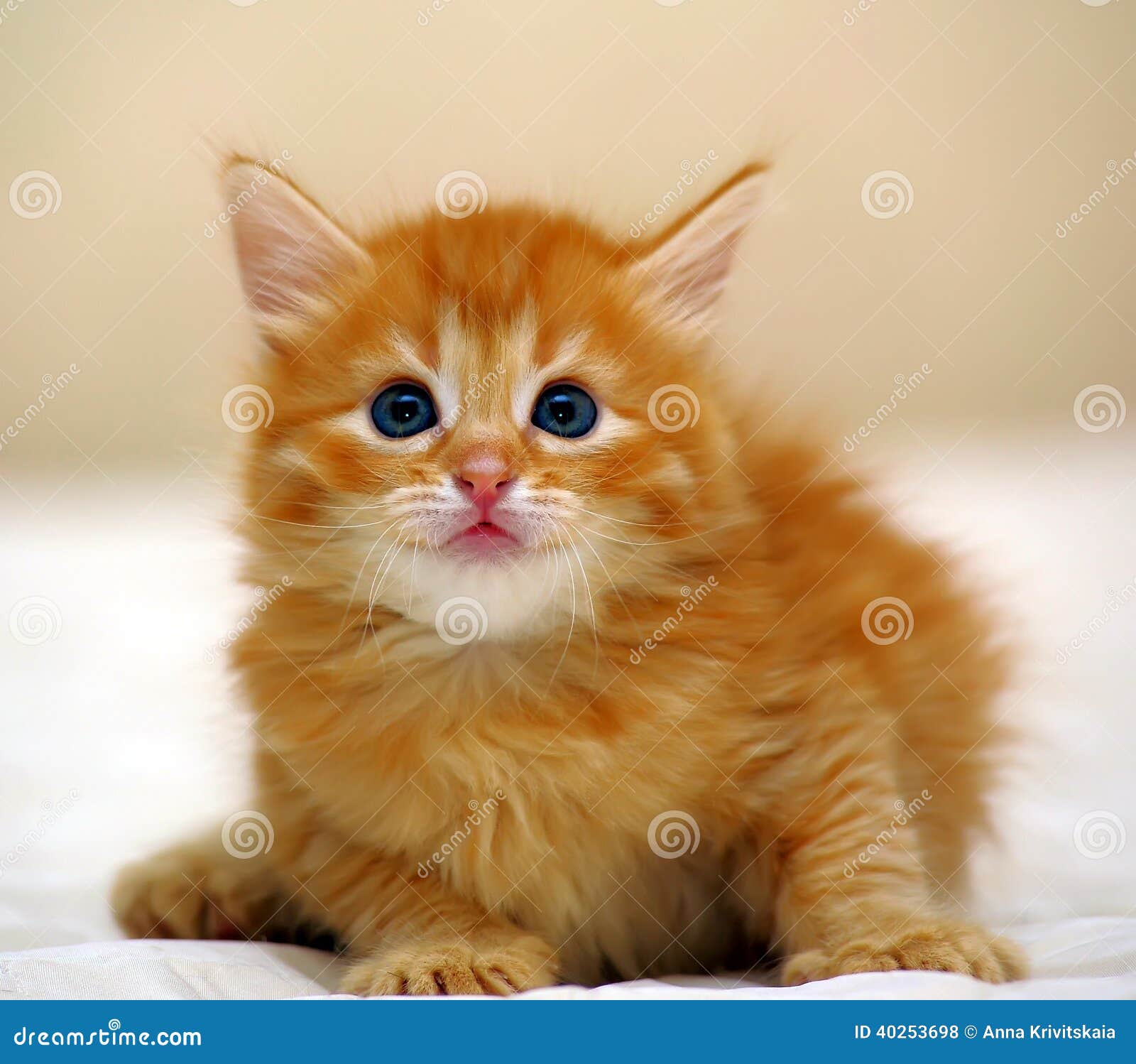 Charming ginger kitten stock photo. Image of breed, collar - 40253698