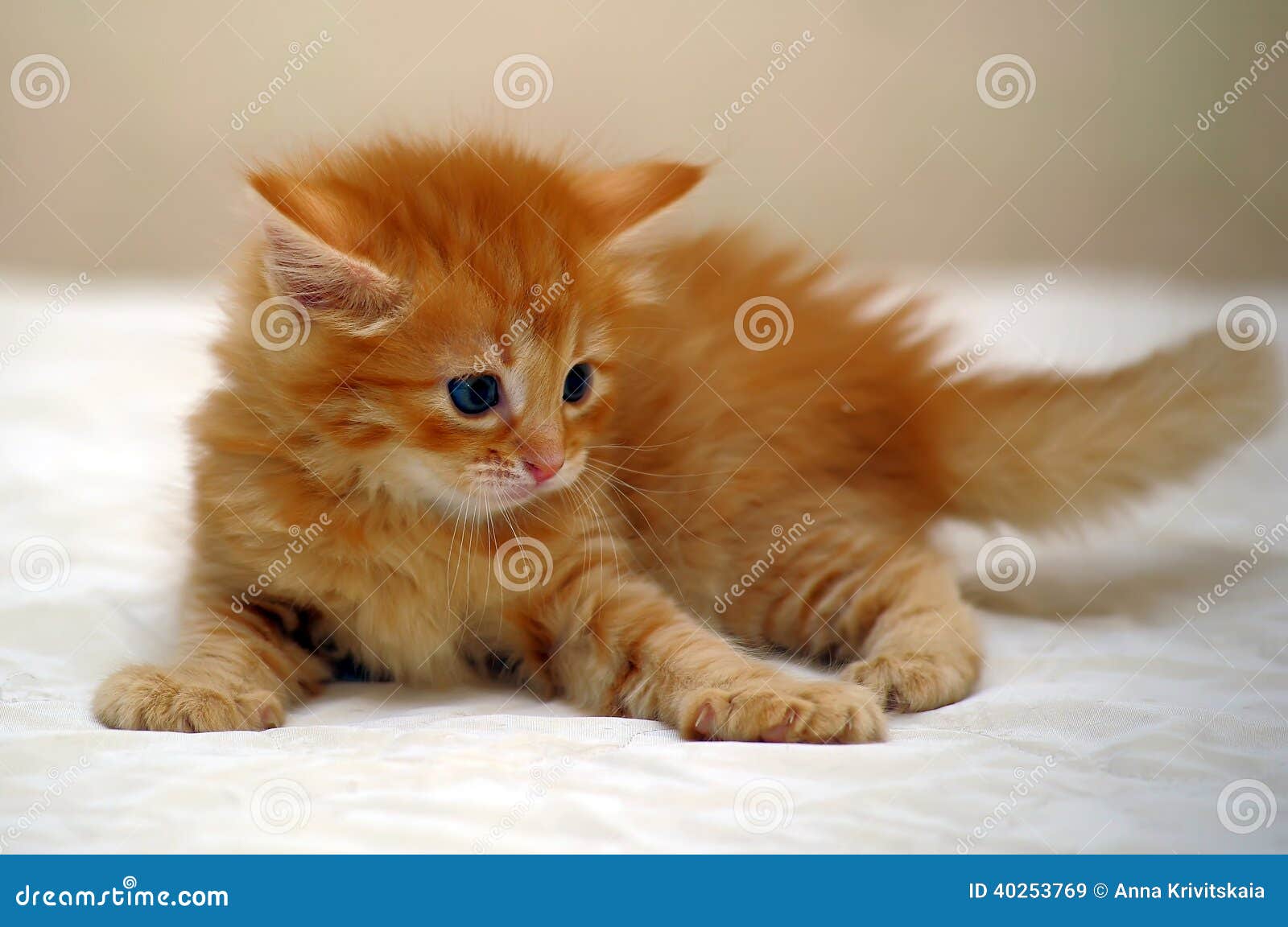Charming ginger kitten stock image. Image of ginger, kitty - 40253769