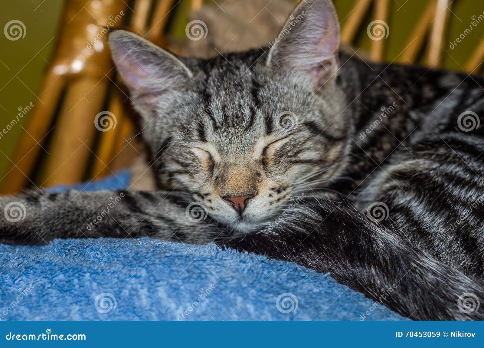 Charming Gray Fluffy Cat with Eyes Closed, Sleeping on a Chair Stock ...