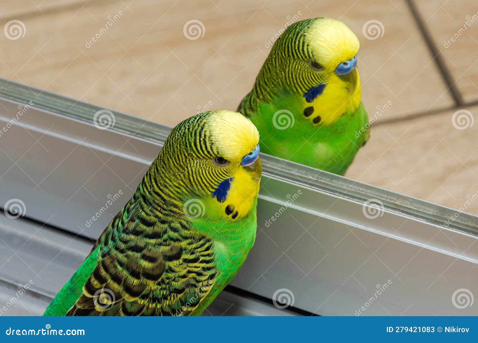 Charming Green Budgie Looks at His Reflection in the Mirror Stock Image ...