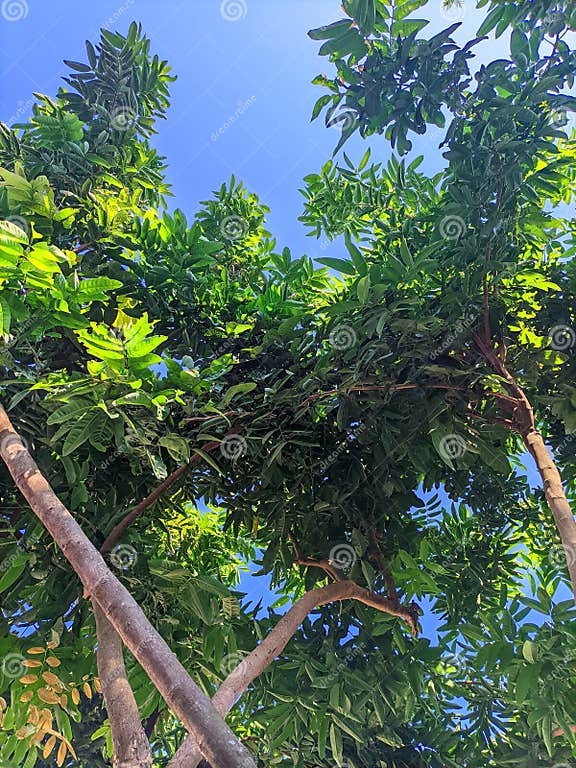 Charming Green Leaf Trees in the Morning Stock Image - Image of ...