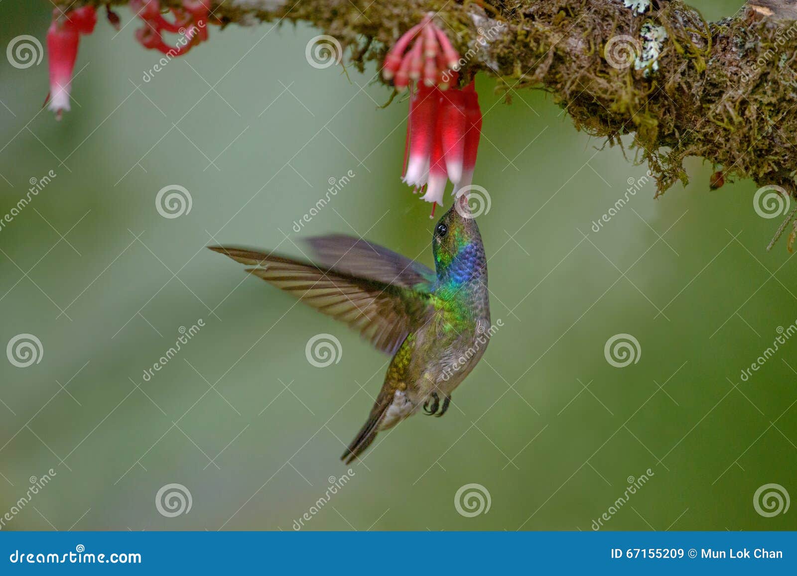 Charming Hummingbird in Costa Rica Stock Image - Image of flower, green ...