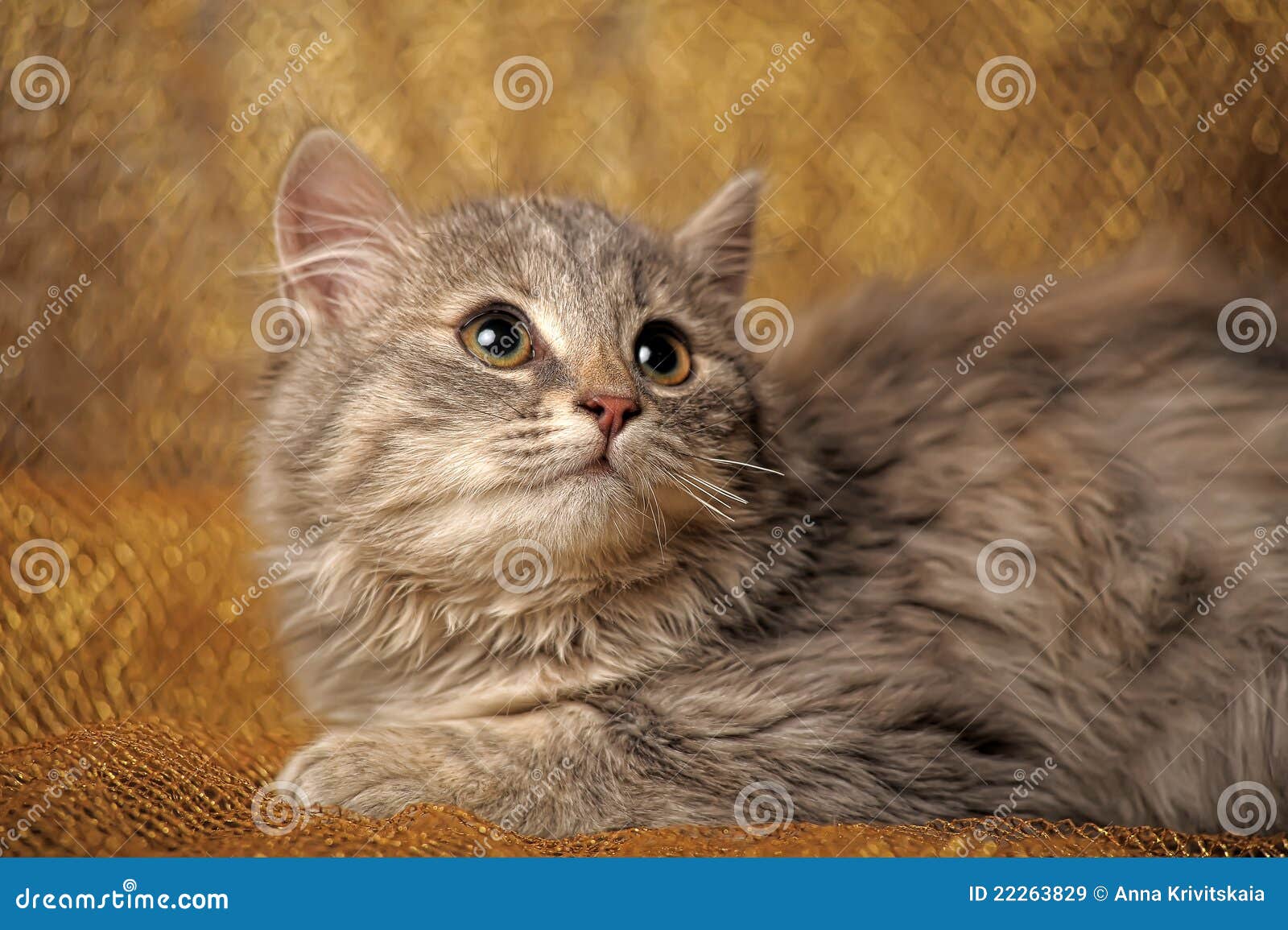 Charming Cat Kitten Looking Up Stock Photography | CartoonDealer.com ...