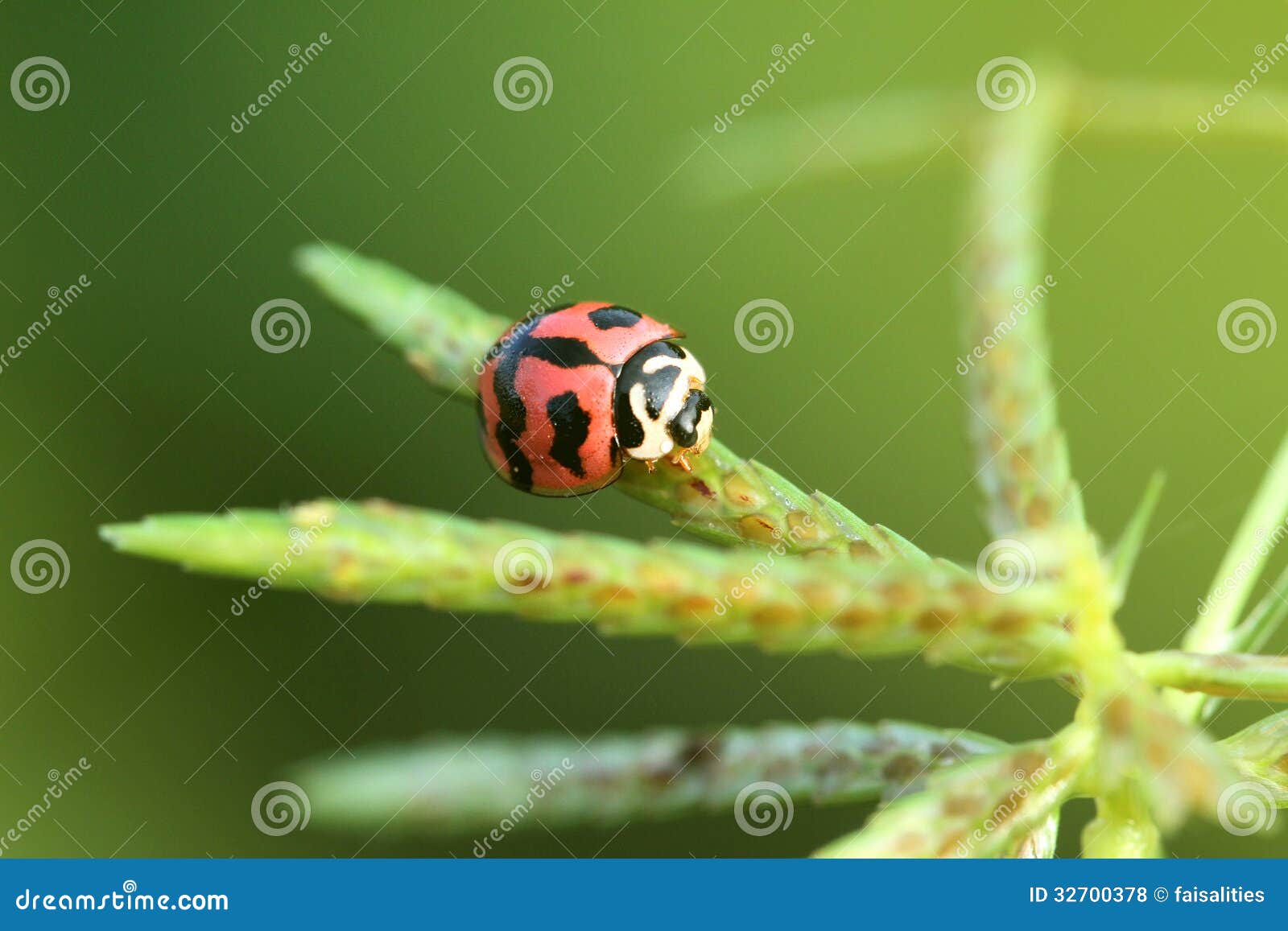 Charming ladybugs stock photo. Image of bugs, wild, morning - 32700378