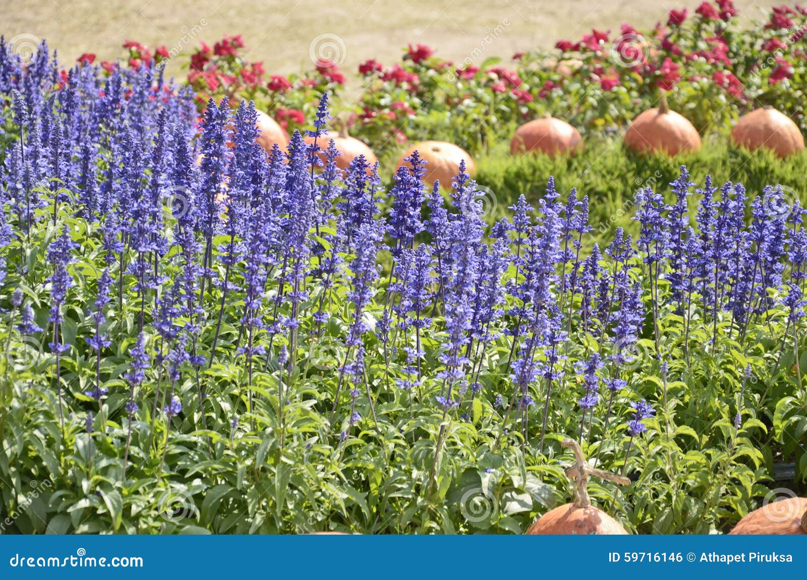 Charming lavender flowers stock photo. Image of park - 59716146