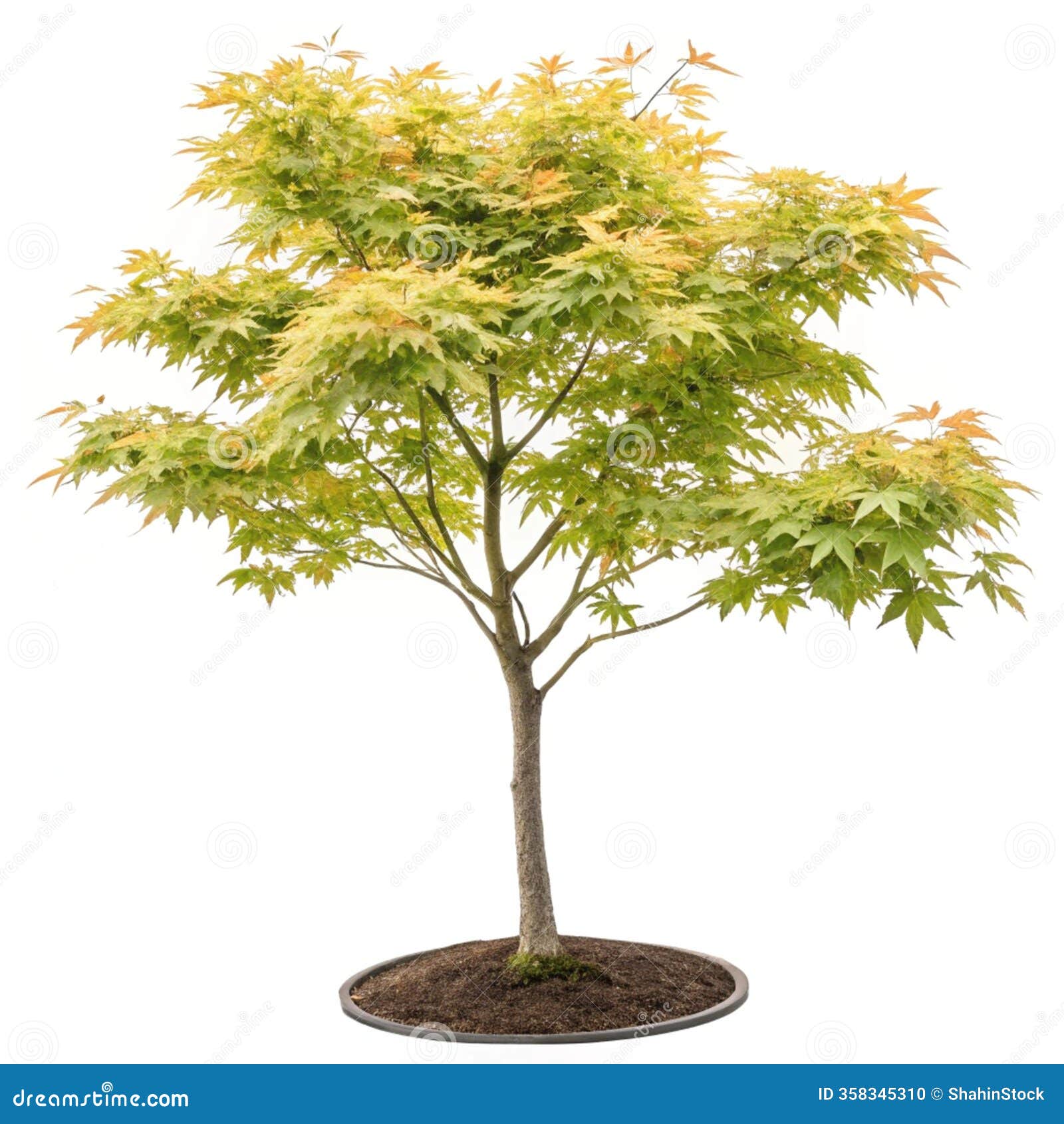 Charming Little Maple Tree on White Background Stock Illustration ...
