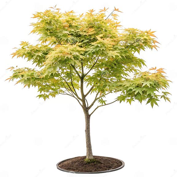 Charming Little Maple Tree on White Background Stock Illustration ...