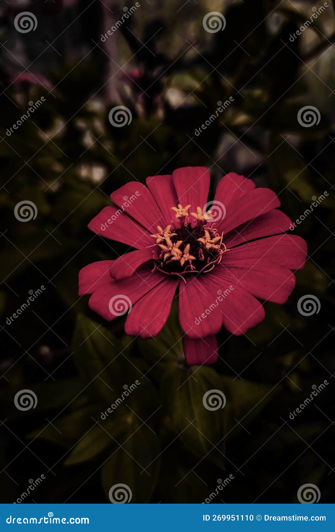 A Charming-looking Red Flower on the Roadside Stock Photo - Image of ...