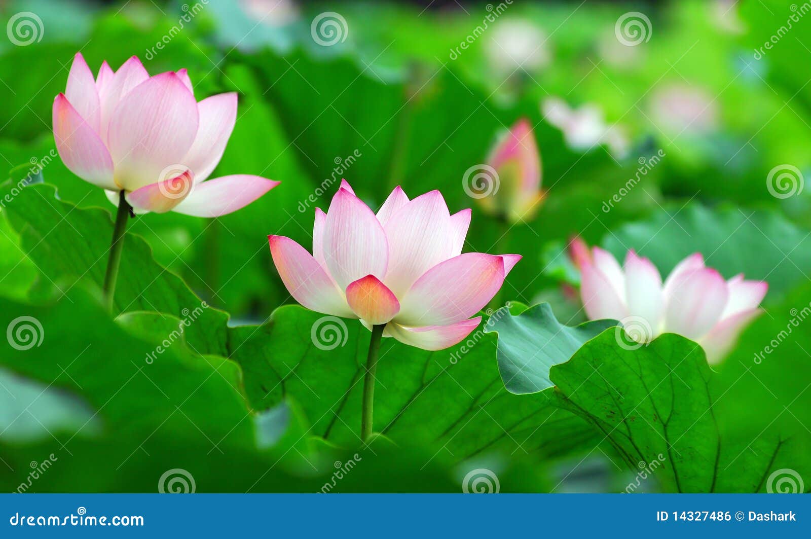 Charming lotus stock photo. Image of flora, asia, colorful - 14327486