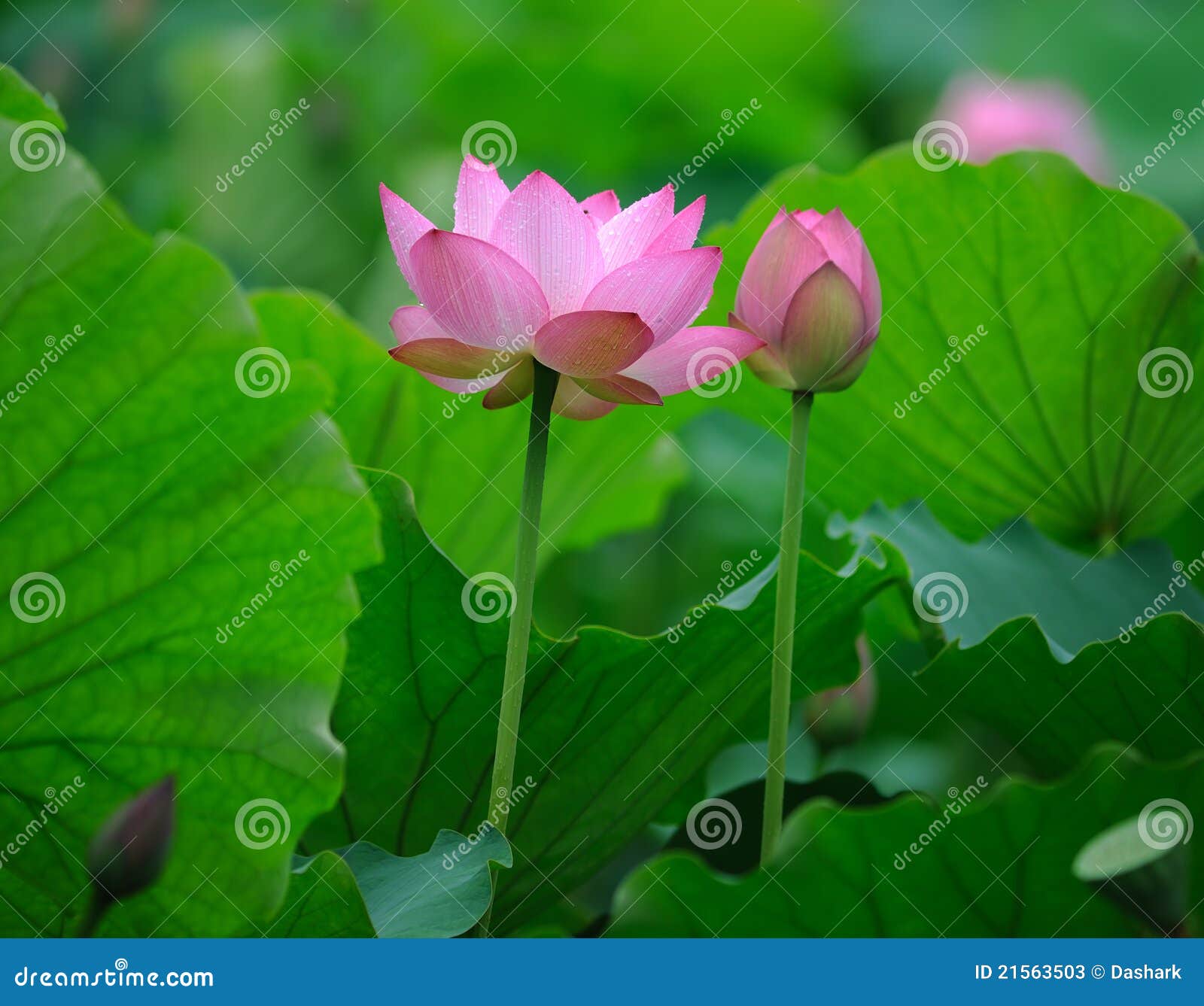 A Lotus Bloom Against A Black Background With Green Petals Royalty-Free ...