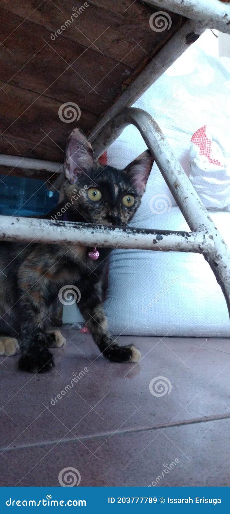 A Charming Mixdome Cat with a Sharp Look Stock Image - Image of look ...