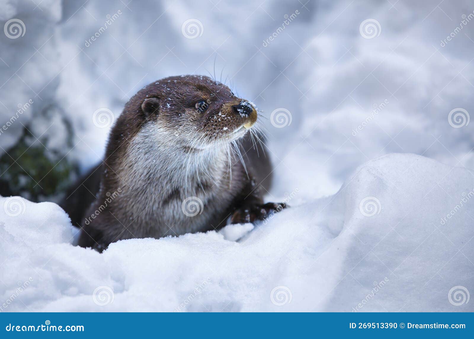 Charming Otter Playing in the Winter Snow Stock Photo - Image of tawny ...