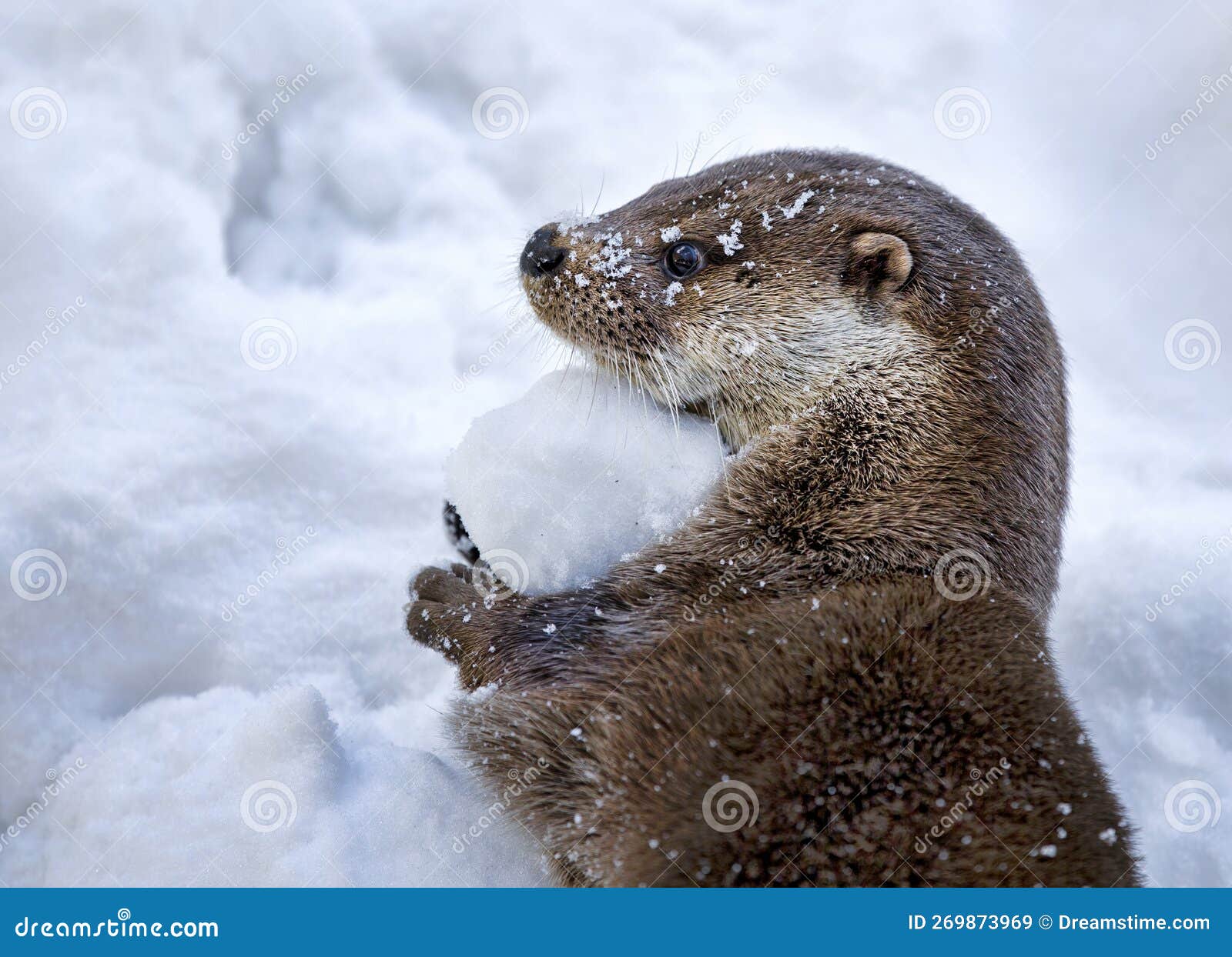 Charming Otter Playing in the Winter Snow Stock Image - Image of ...