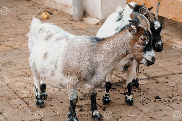 Charming Playful Goats in Rustic Farmyard Setting Stock Photo - Image ...