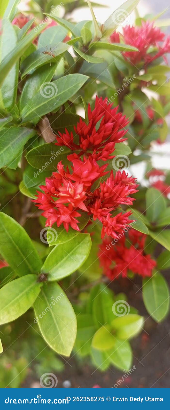 Charming Red Jungle Geranium Flower Stock Image - Image of flower ...