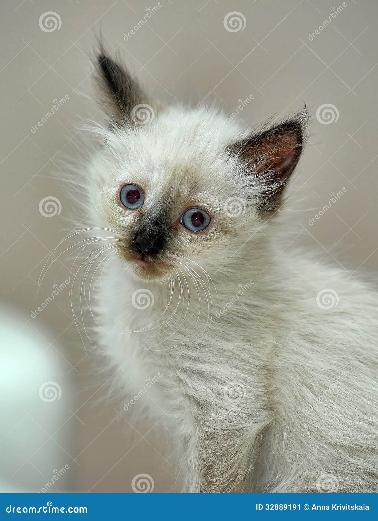 Charming Siamese kitten stock image. Image of creature - 32889191