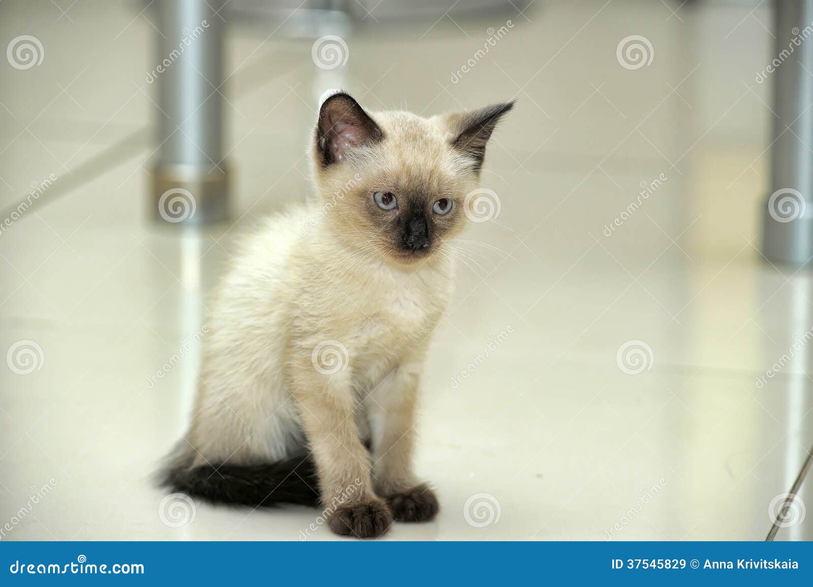 Charming Siamese kitten stock image. Image of beauty - 37545829