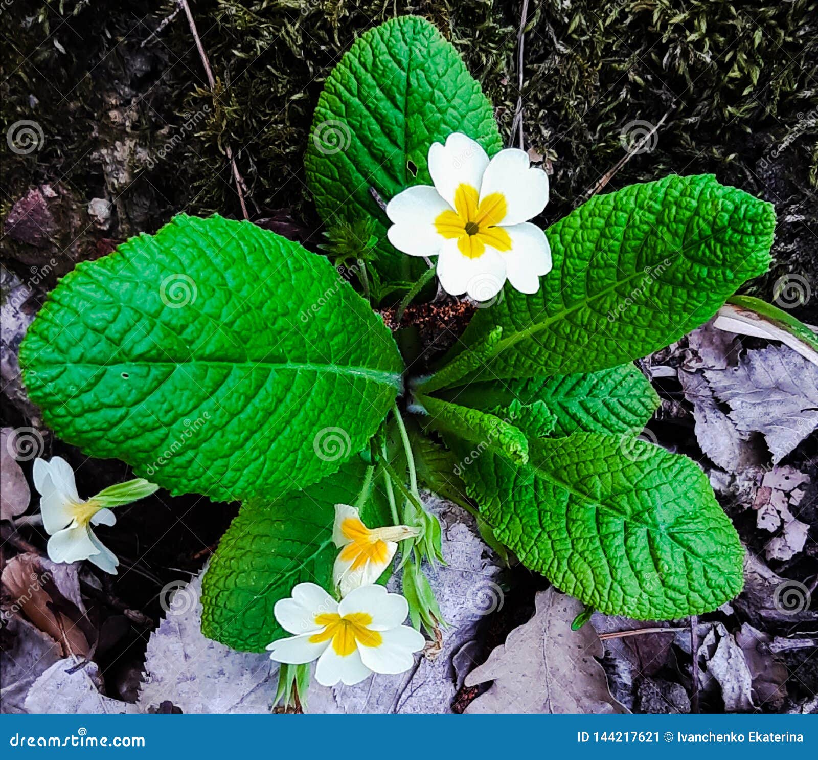 Charming Spring Flower in the Mountains! Stock Image - Image of spring ...