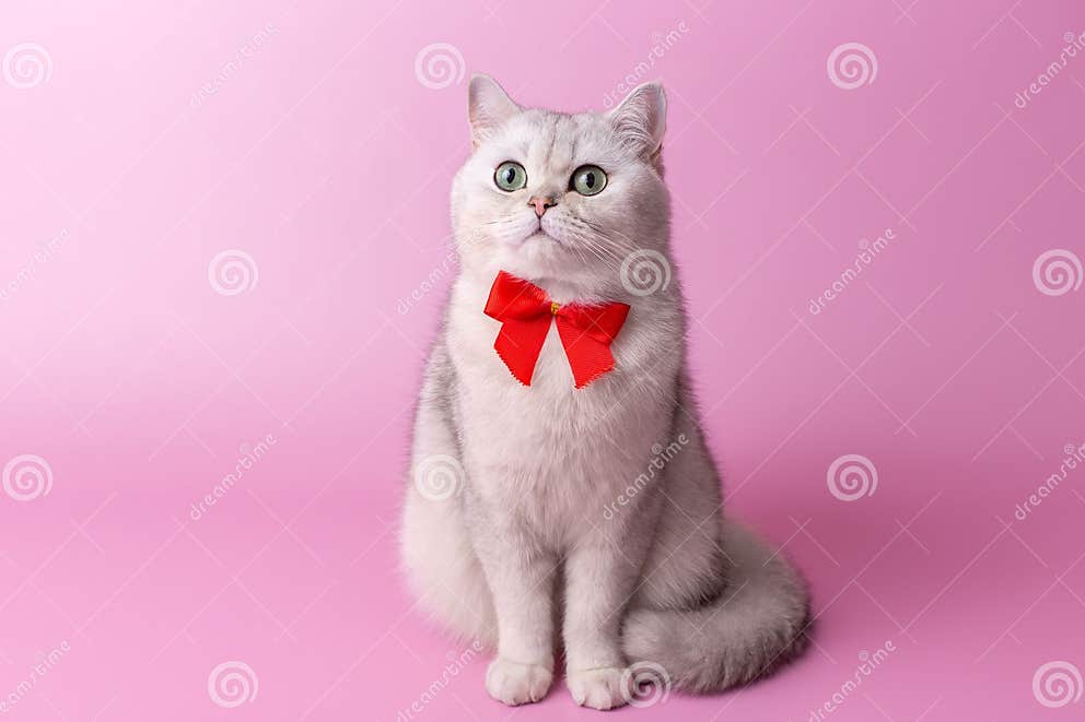 Charming White British Cat, with a Red Bow on Her Chest, Sitting on a ... Charming White British Cat, with a Red Bow on Her Chest, Sitting on a ...