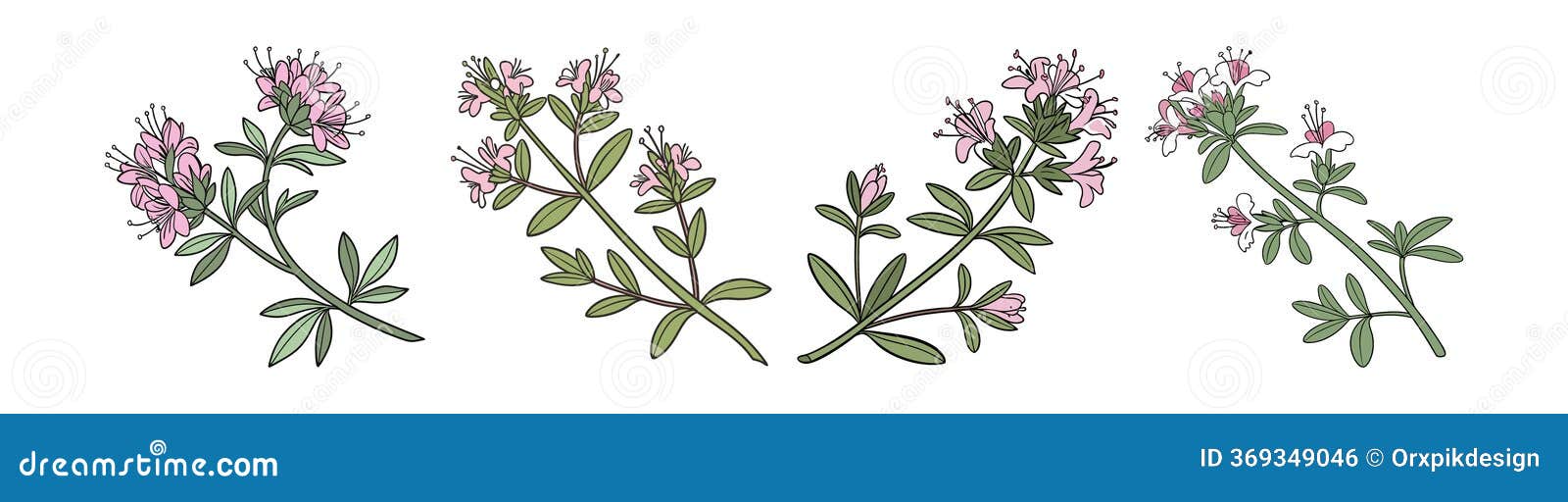 Thyme Flower Flat Line Icon. Medicinal Plant Vector Illustration. Thin ...