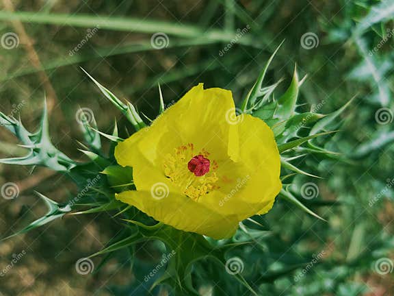 A Charming Yellow Flower on a Thorn Tree Stock Photo - Image of ...
