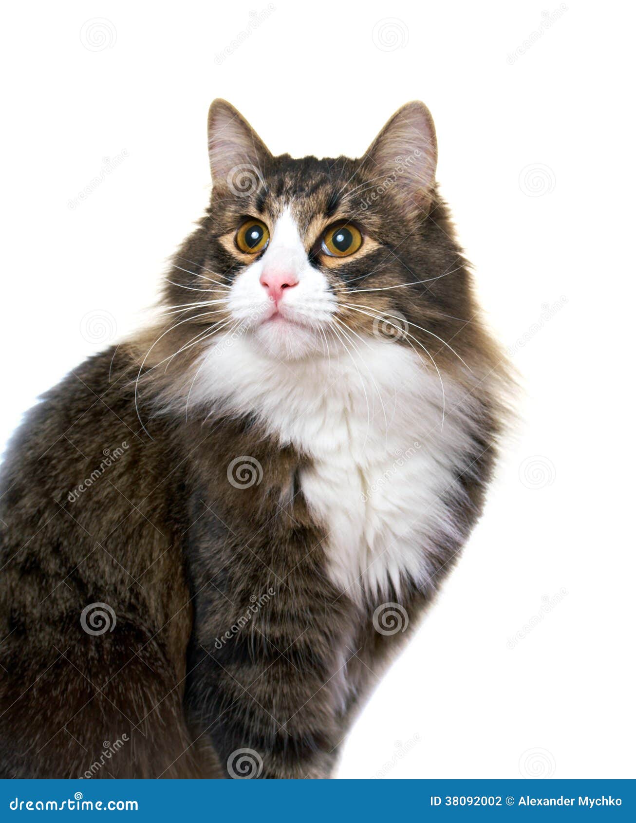 Charming young cat stock photo. Image of cute, curious - 38092002