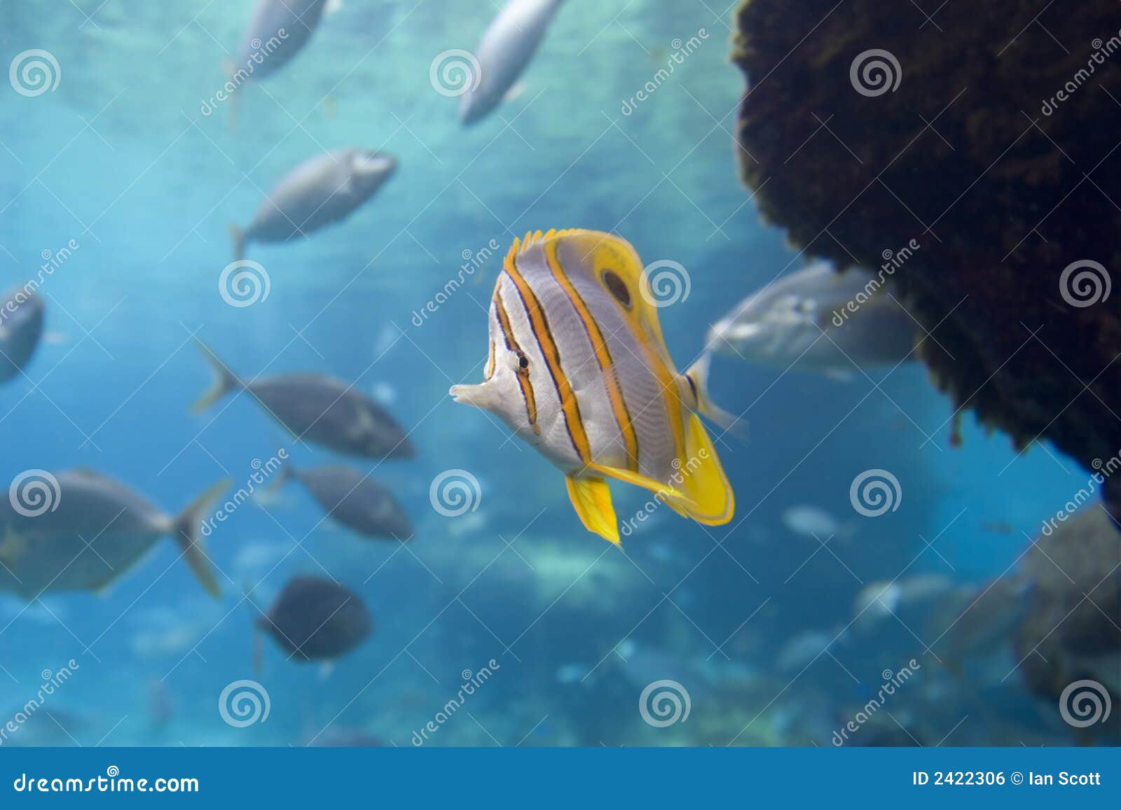 Charmon stock photo. Image of nature, bright, colors, tropical - 2422306