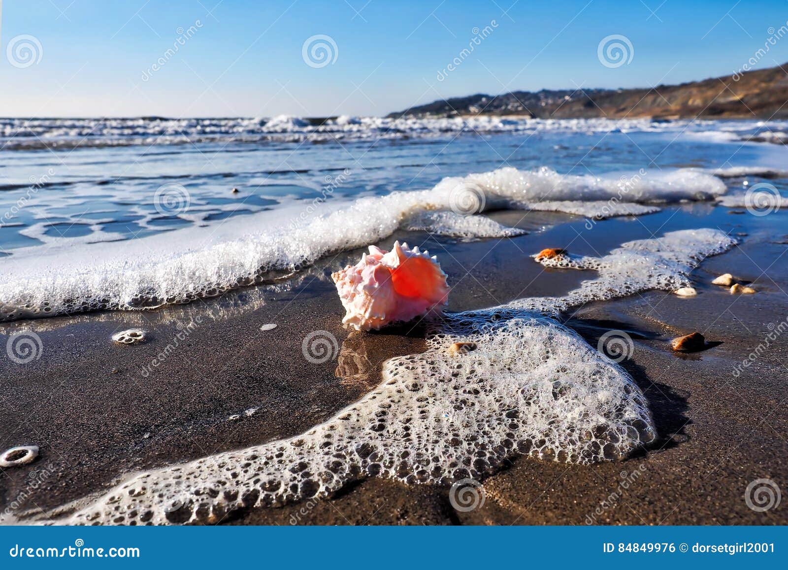 Charmouth Seascape with Rose Murex Shell Stock Photo - Image of rose ...