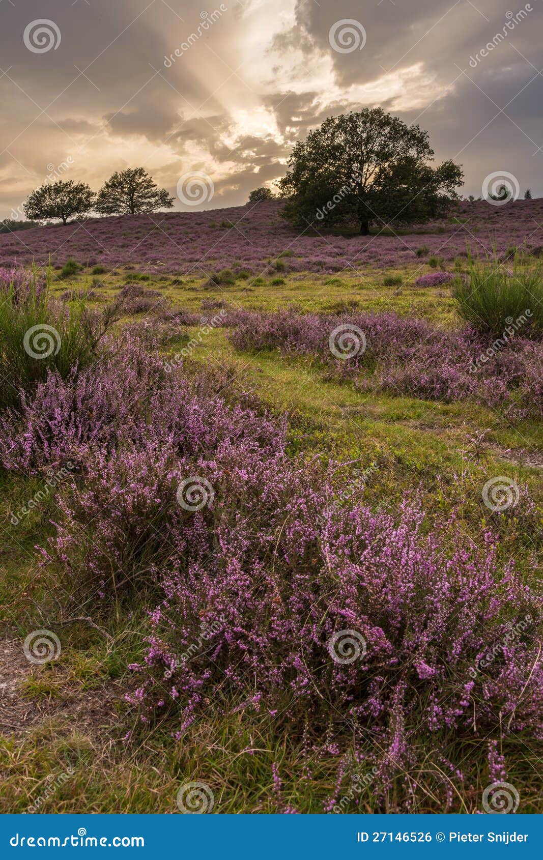 Charneca foto de stock. Imagem de ocidental, benelux - 27146526