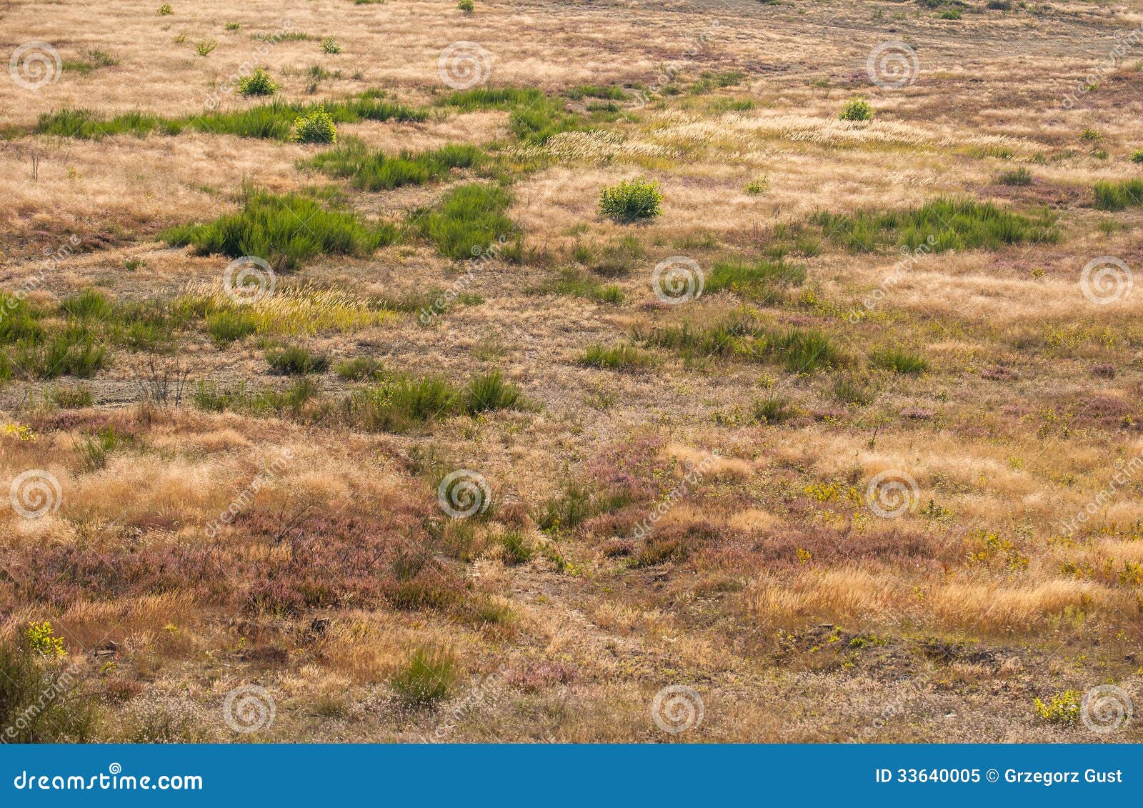 Charneca imagem de stock. Imagem de etapa, campo, outono - 33640005