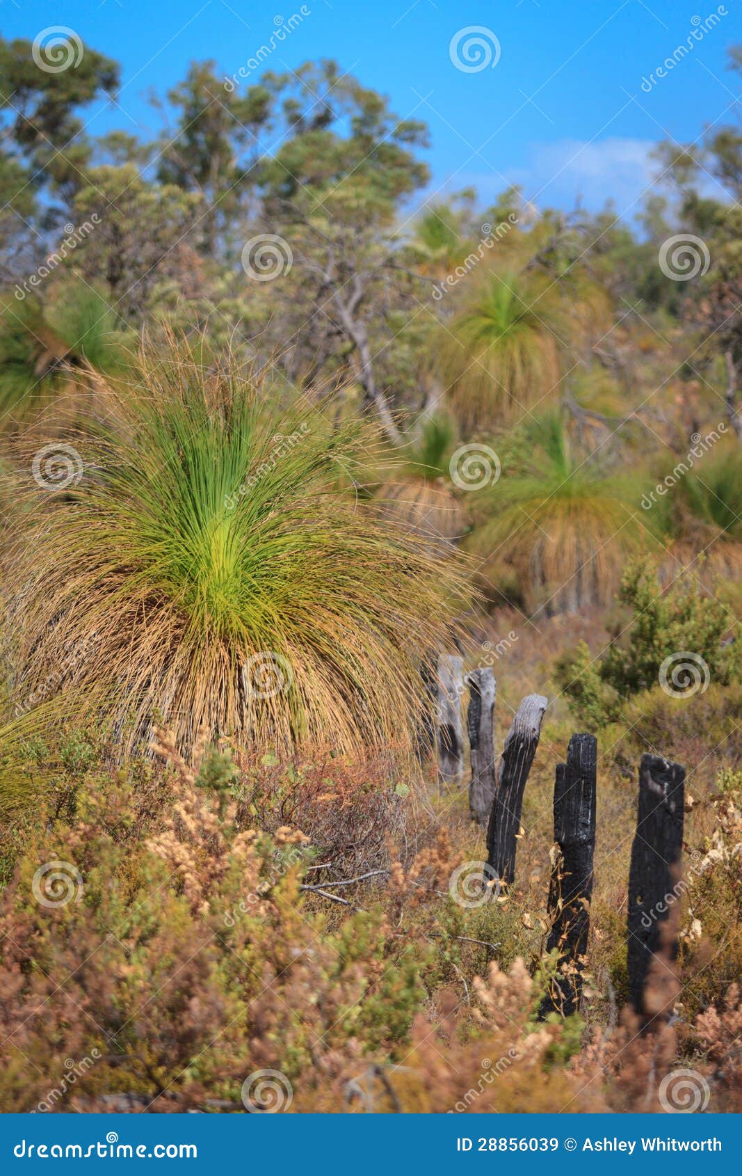 Charneca australiana imagem de stock. Imagem de queimado - 28856039