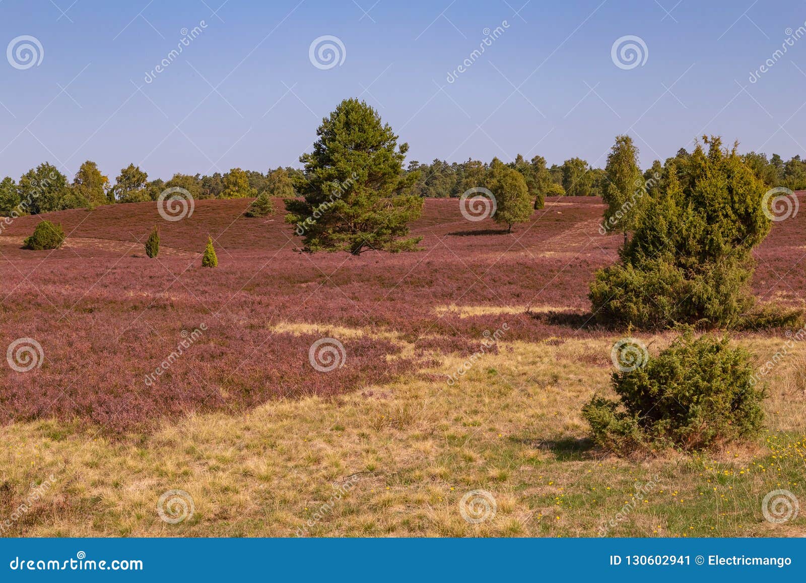 Charneca com Erica roxa imagem de stock. Imagem de urze - 130602941