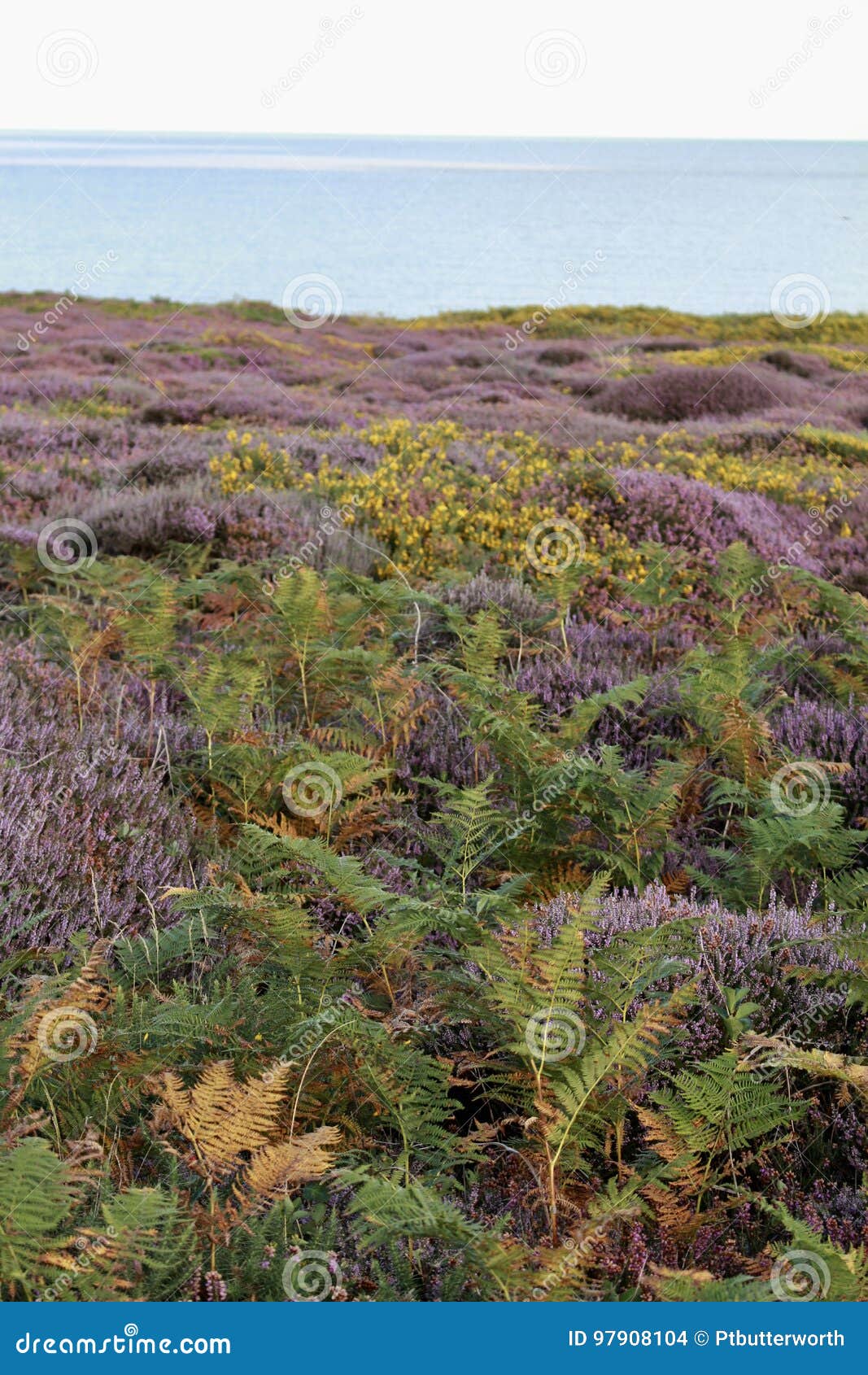 Charneca inglesa foto de stock. Imagem de charneca, arbustos - 97908104