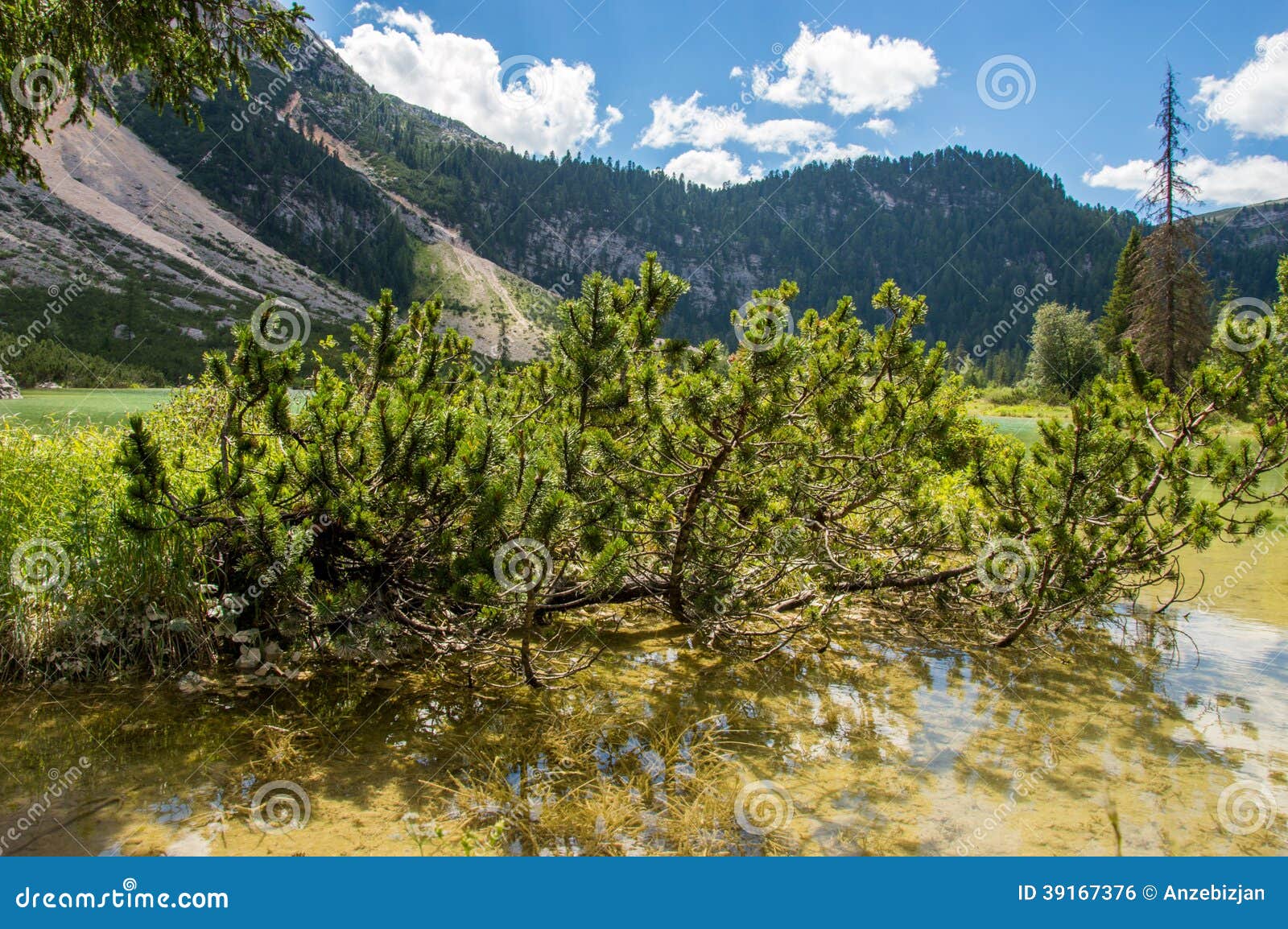 Charneca Que Cresce De Um Lago Foto de Stock - Imagem de dolomite, lago ...