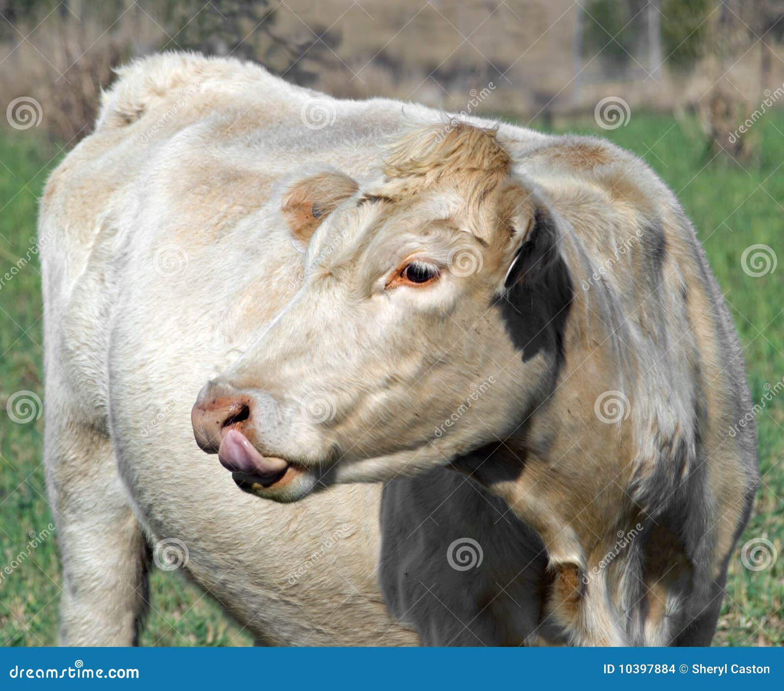 Charolai Breed of Cattle - Cow Stock Photo - Image of head, close: 10397884