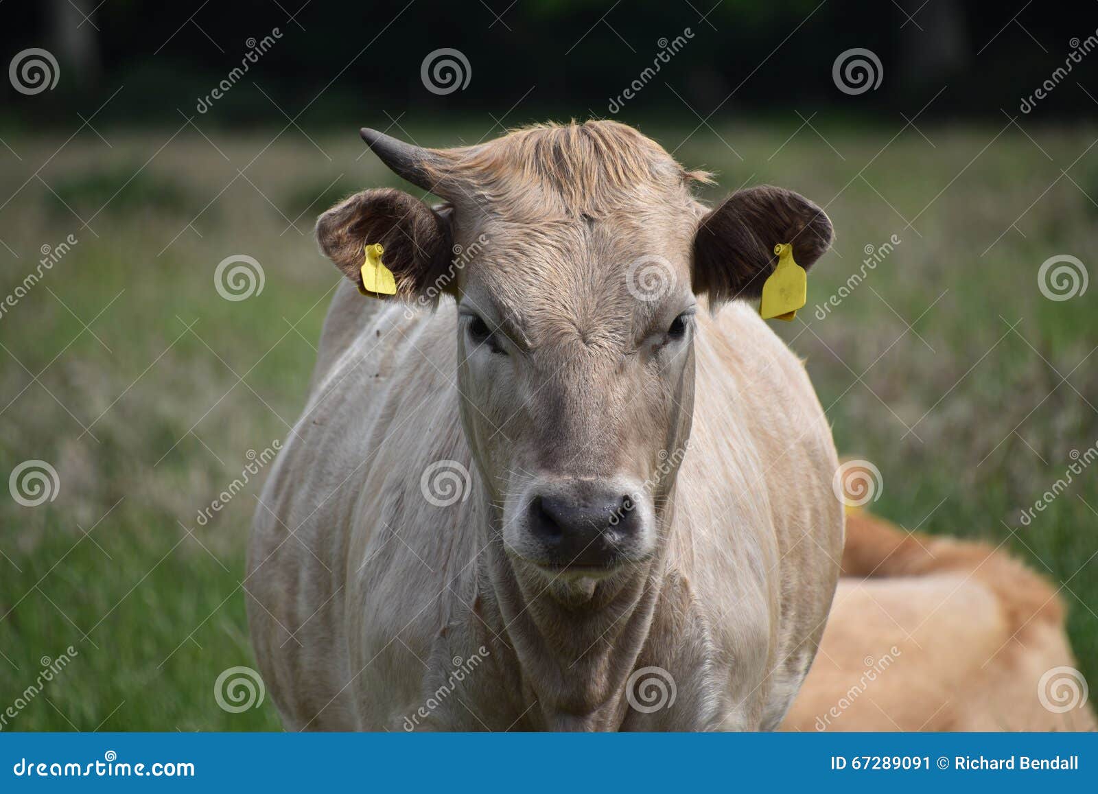 Charolais Angus cross bull stock image. Image of livestock - 67289091