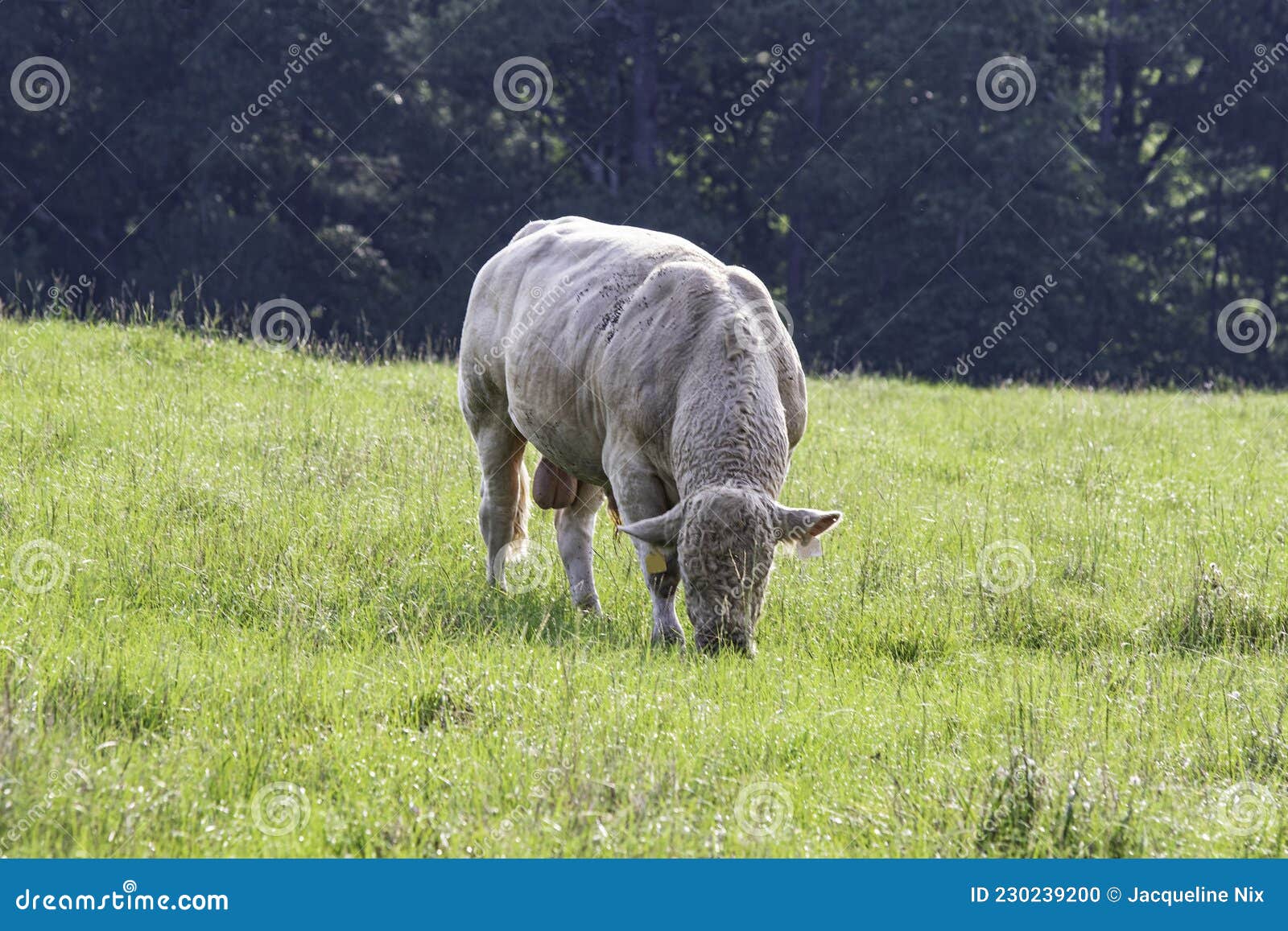 Charolais Bull Grazing in Pasture Stock Photo - Image of charolais ...