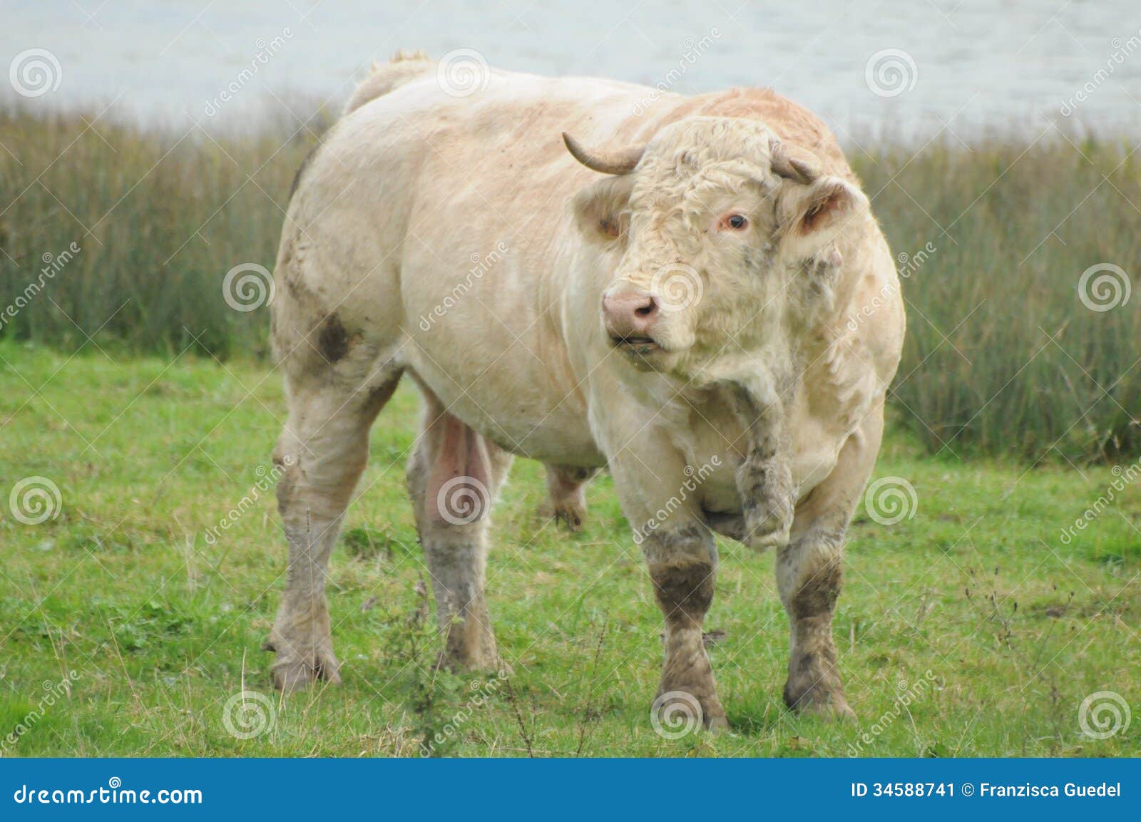 Charolais Byk, Charolles Byk/ Obraz Stock - Obraz złożonej z tło ...
