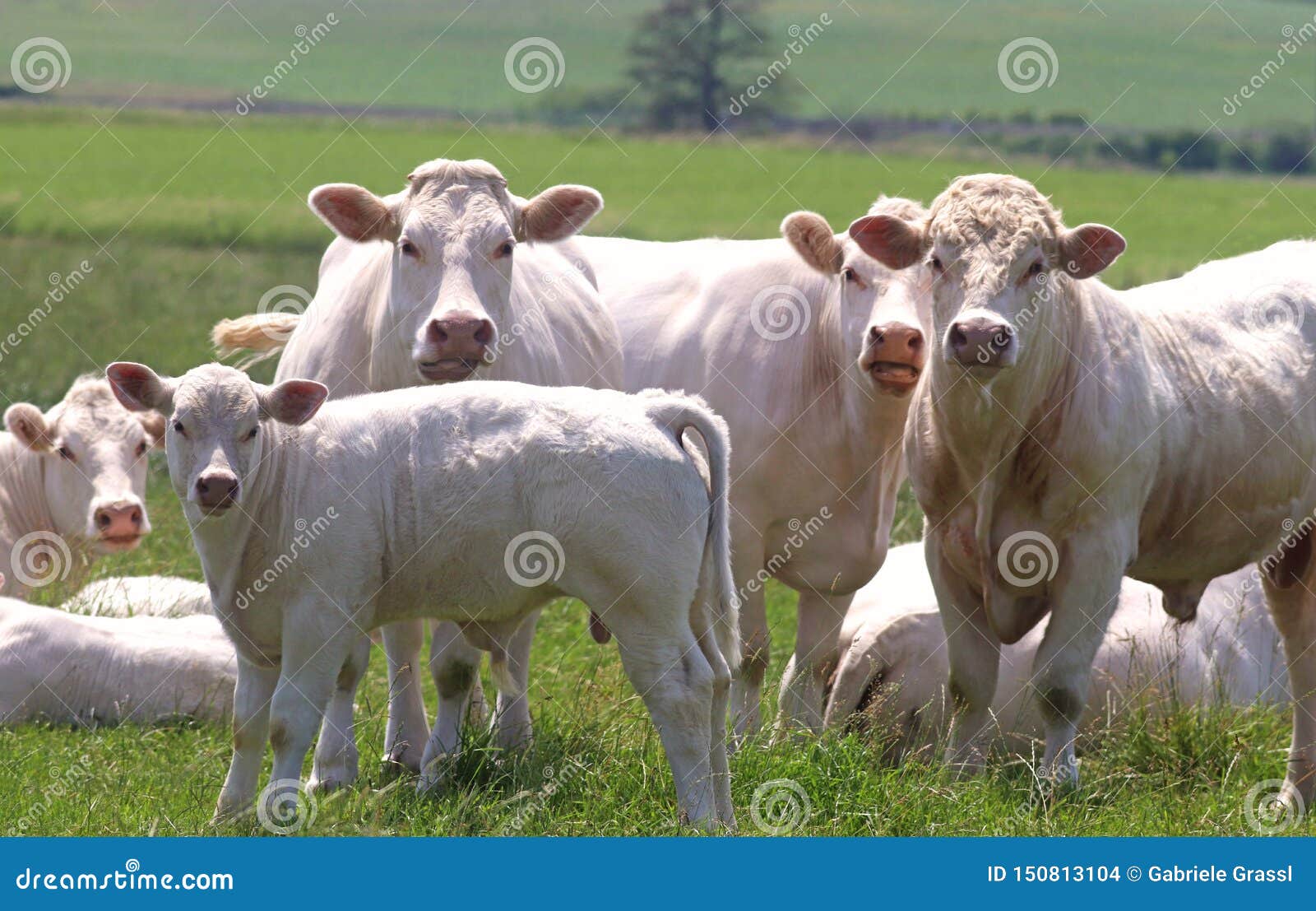 Charolais Cattle, Close-up of a Herd Stock Photo - Image of lying ...
