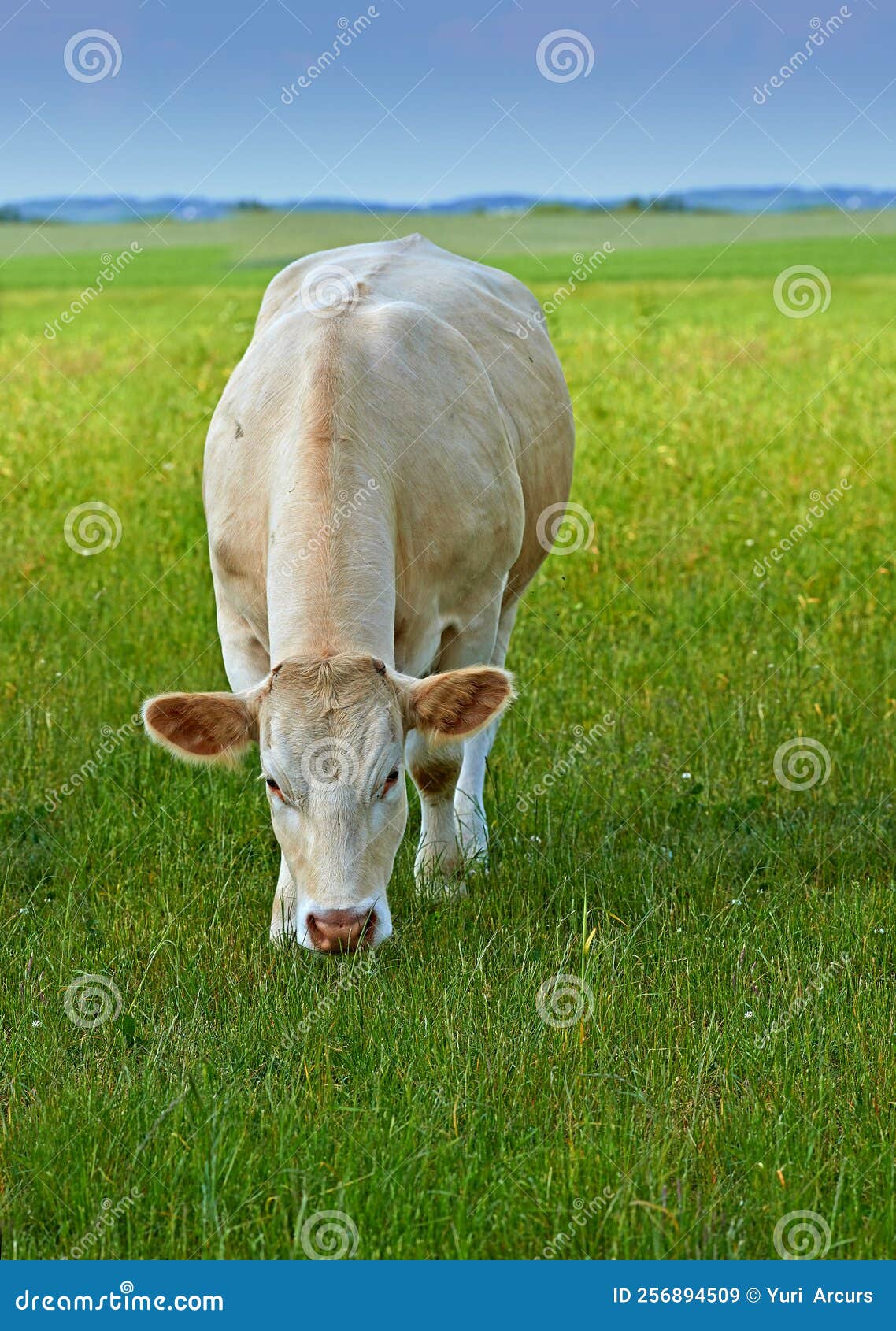 Charolais Cattle. a Herd of Charolais Cattle Grazing in a Pasture in ...