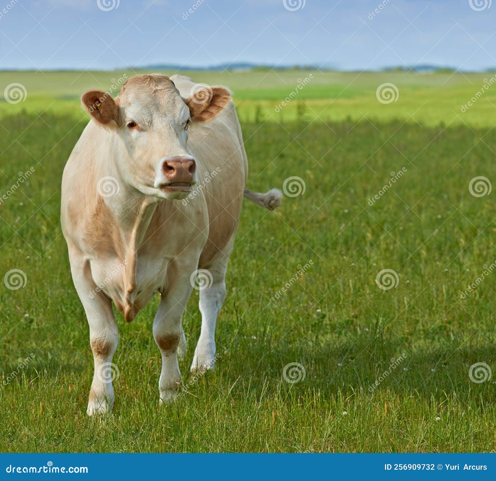 Charolais Cattle. a Herd of Charolais Cattle Grazing in a Pasture in ...
