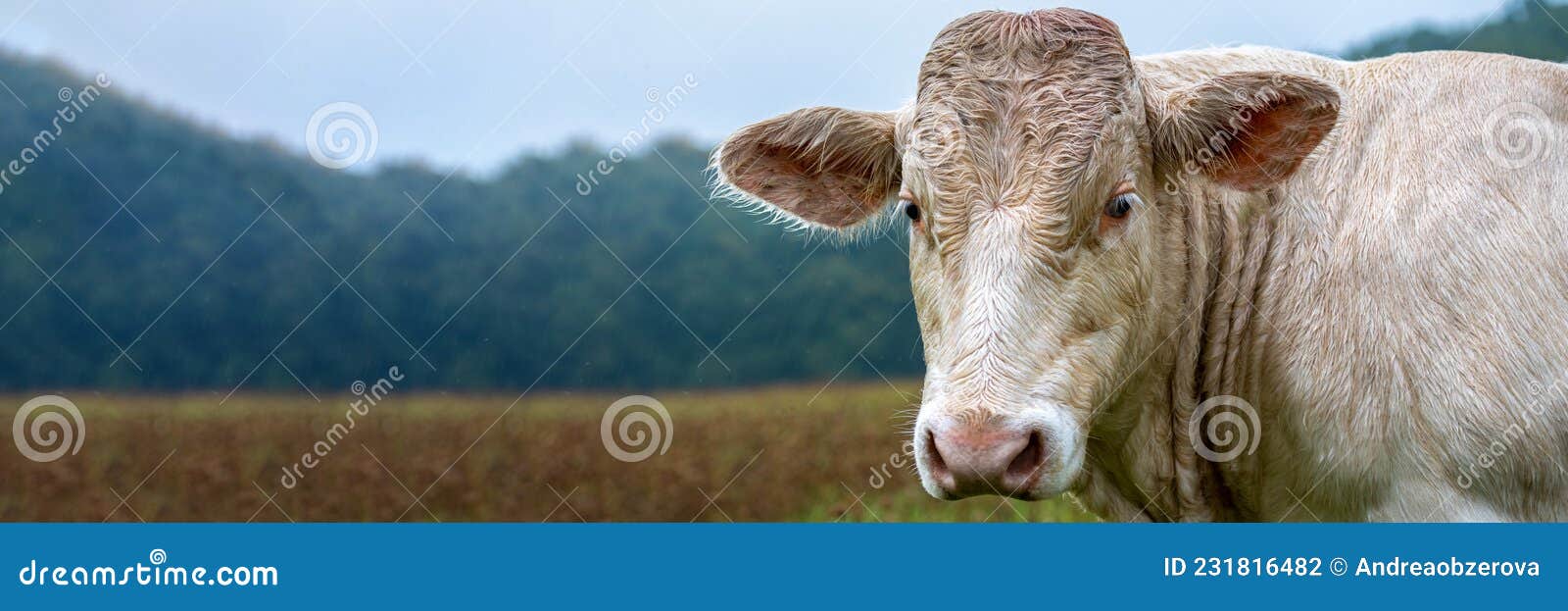 Charolais Cattle, White Bull Head Front View. Stock Photo - Image of ...