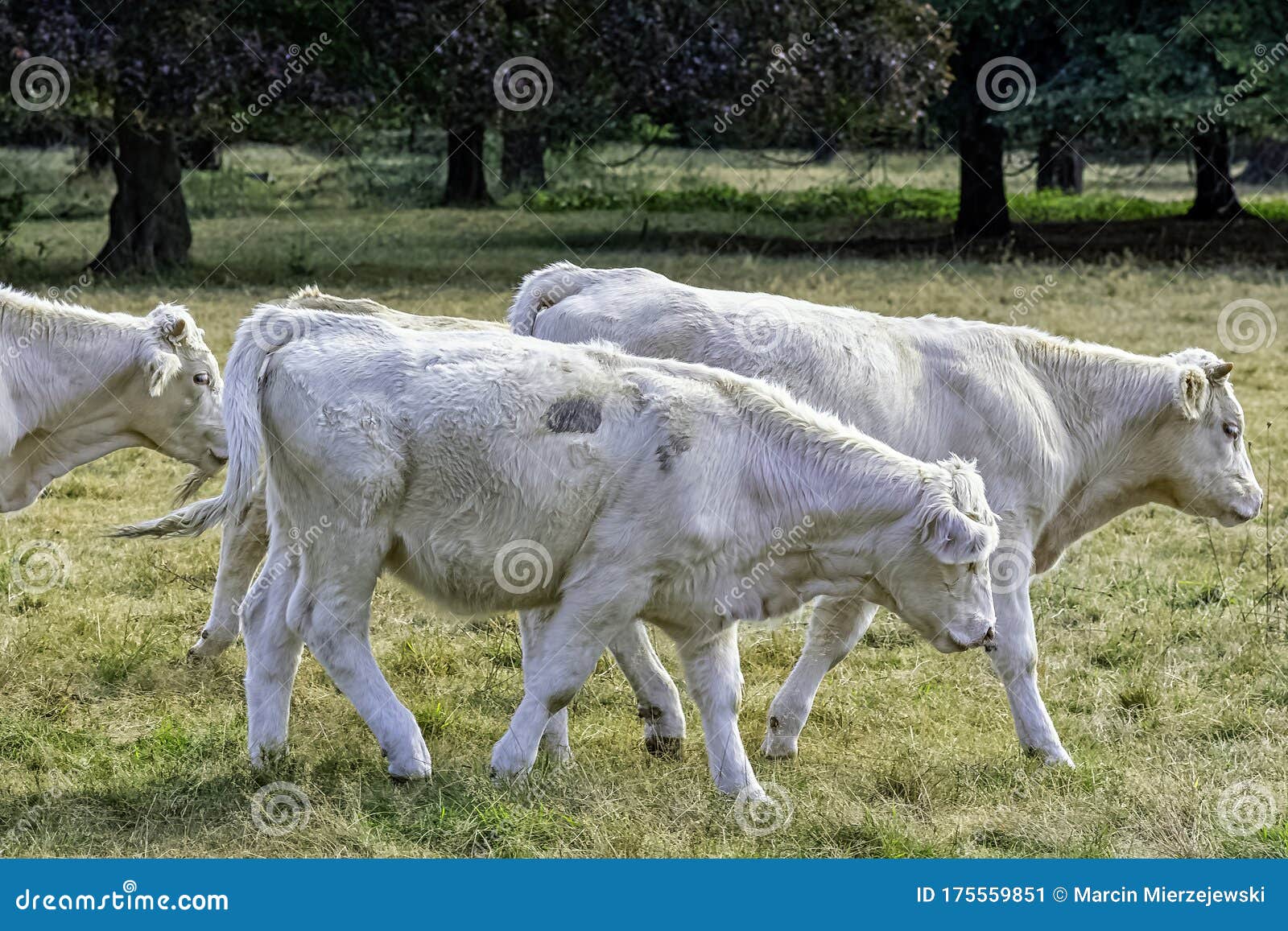 Charolais Cattle - Young Bulls on British Farm Stock Image - Image of ...