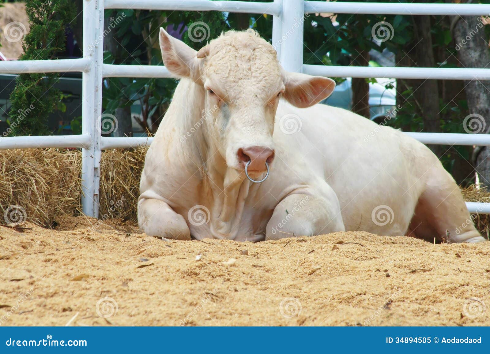 Charolais cow stock image. Image of horn, bovine, britain - 34894505