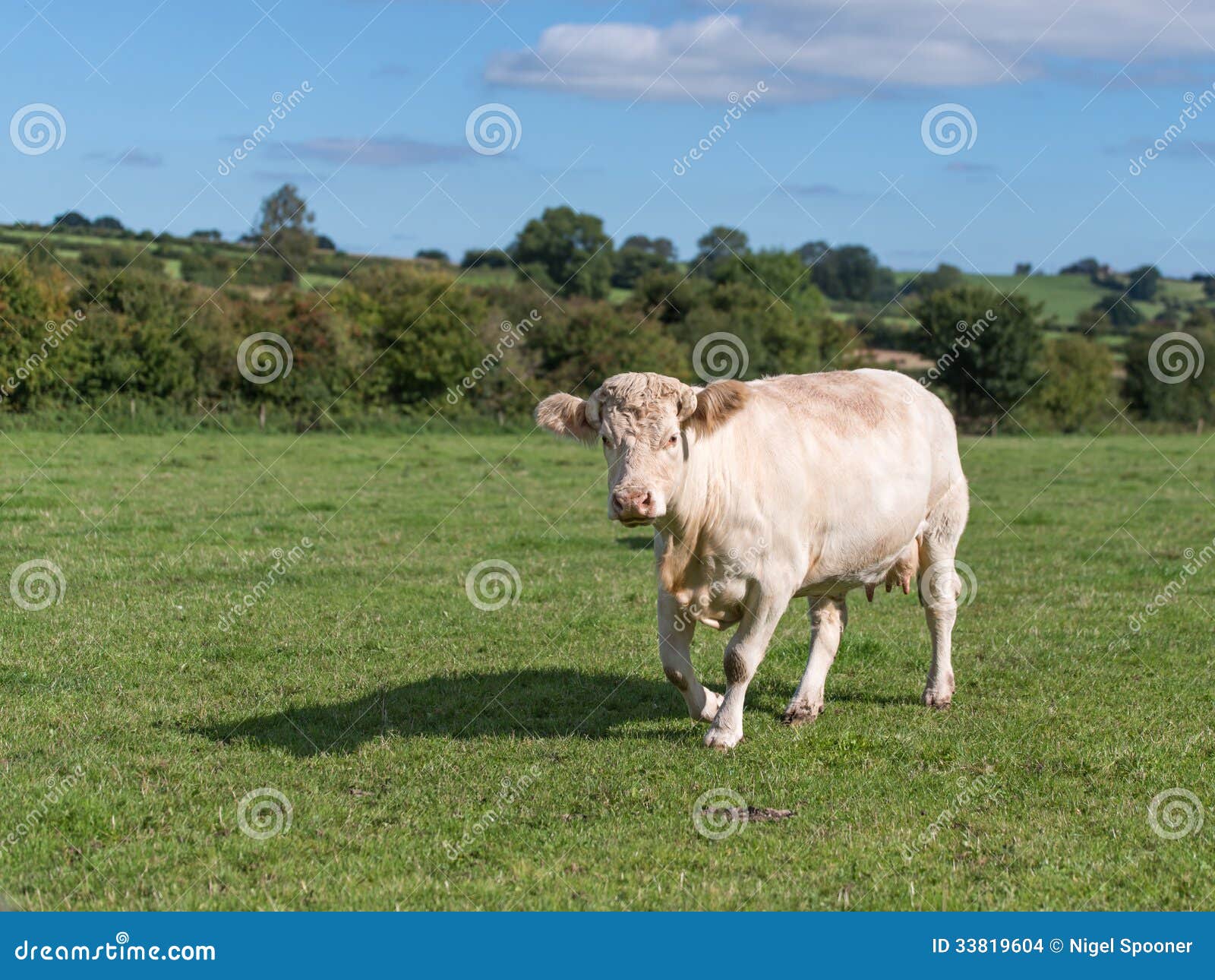 Charolais cow stock photo. Image of grass, udder, green - 33819604