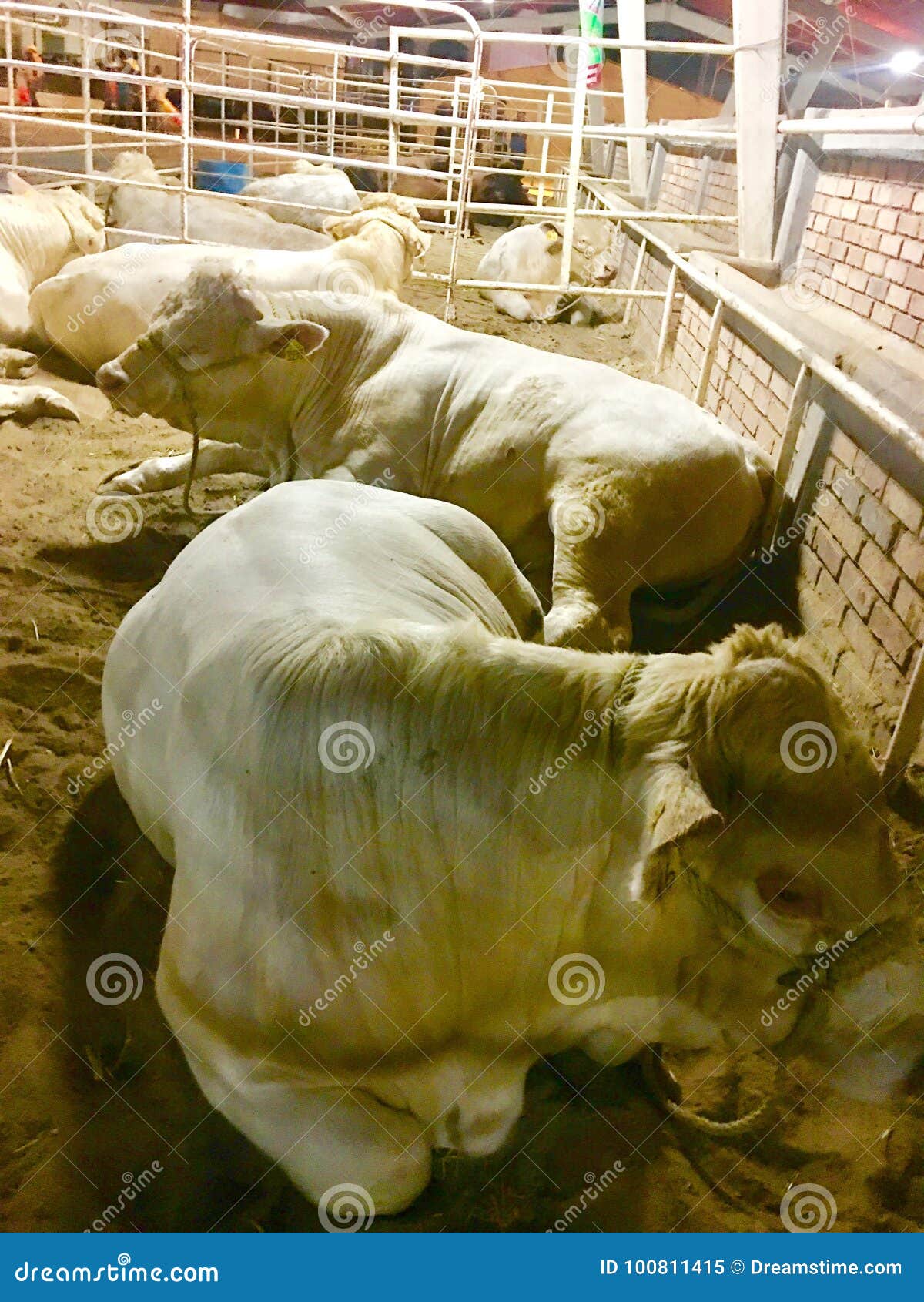 Charolais cows stock image. Image of cows, charolais - 100811415