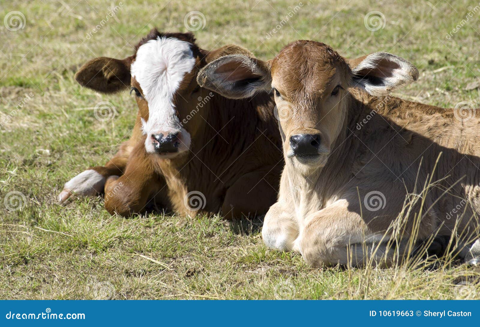 Charolais Cross and Simmental Calves Stock Image - Image of pasture ...