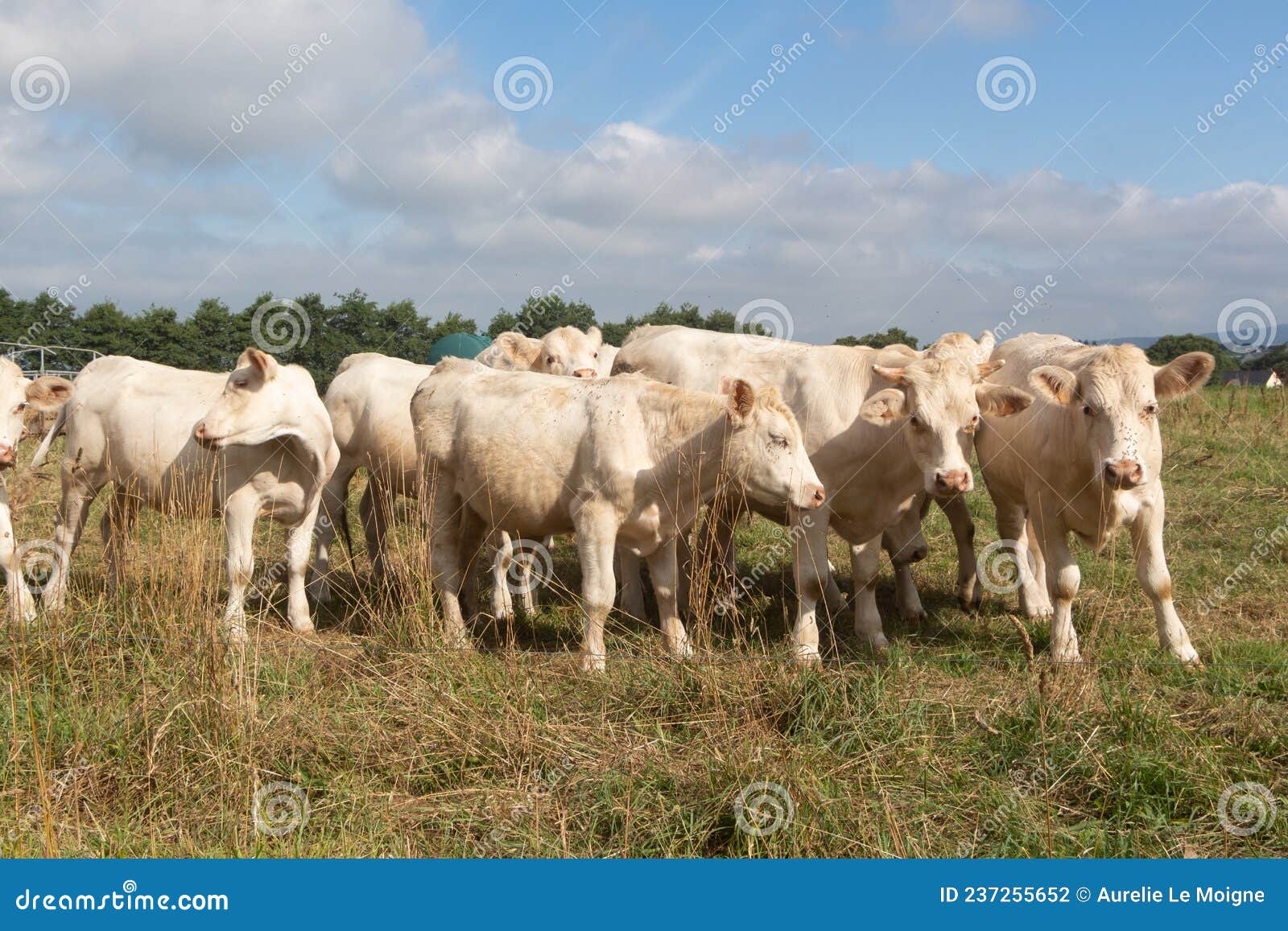 Charolaise Cows in a Field in Brittany Stock Photo - Image of livestock ...