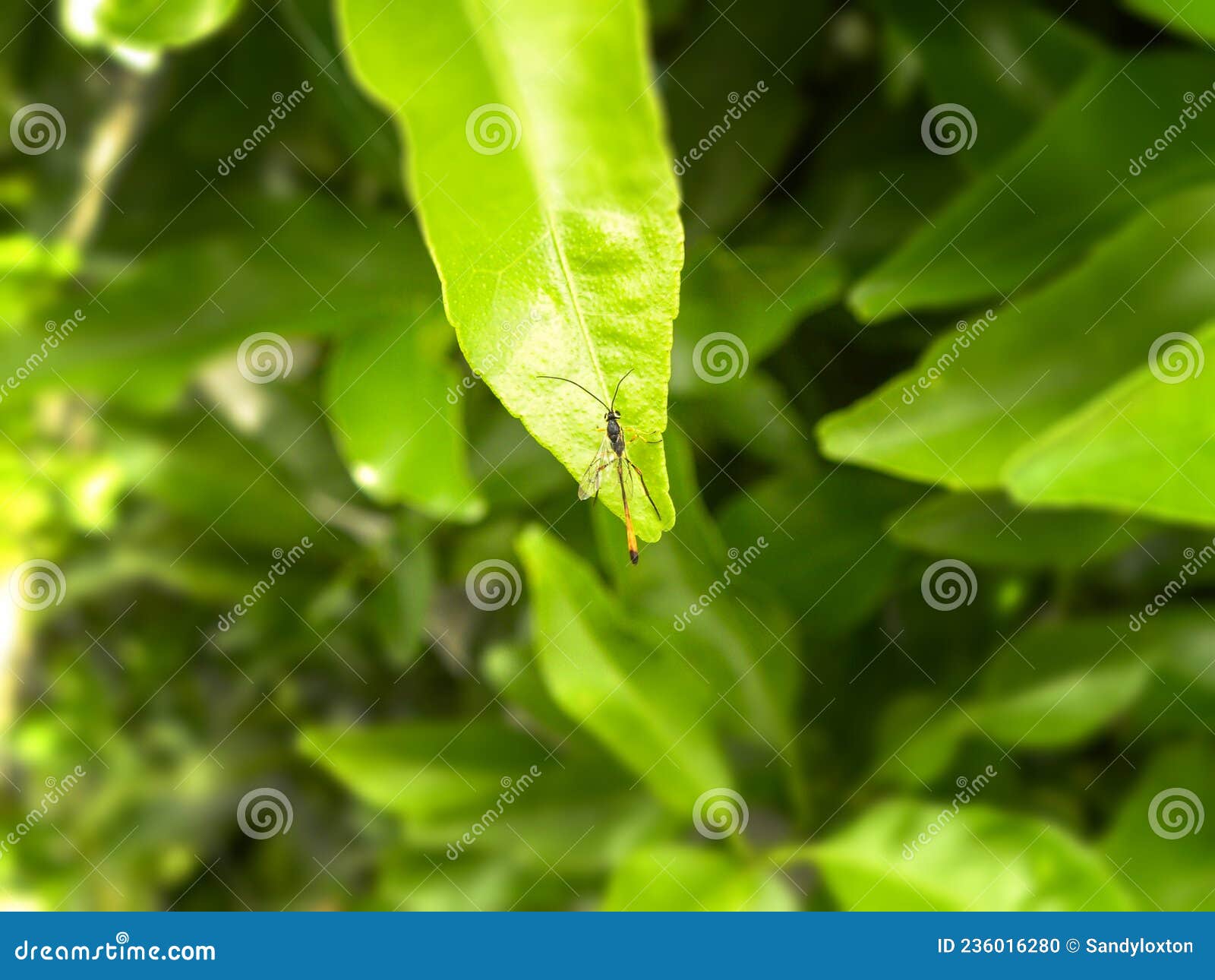 Charops wasp stock photo. Image of african, insect, resting - 236016280