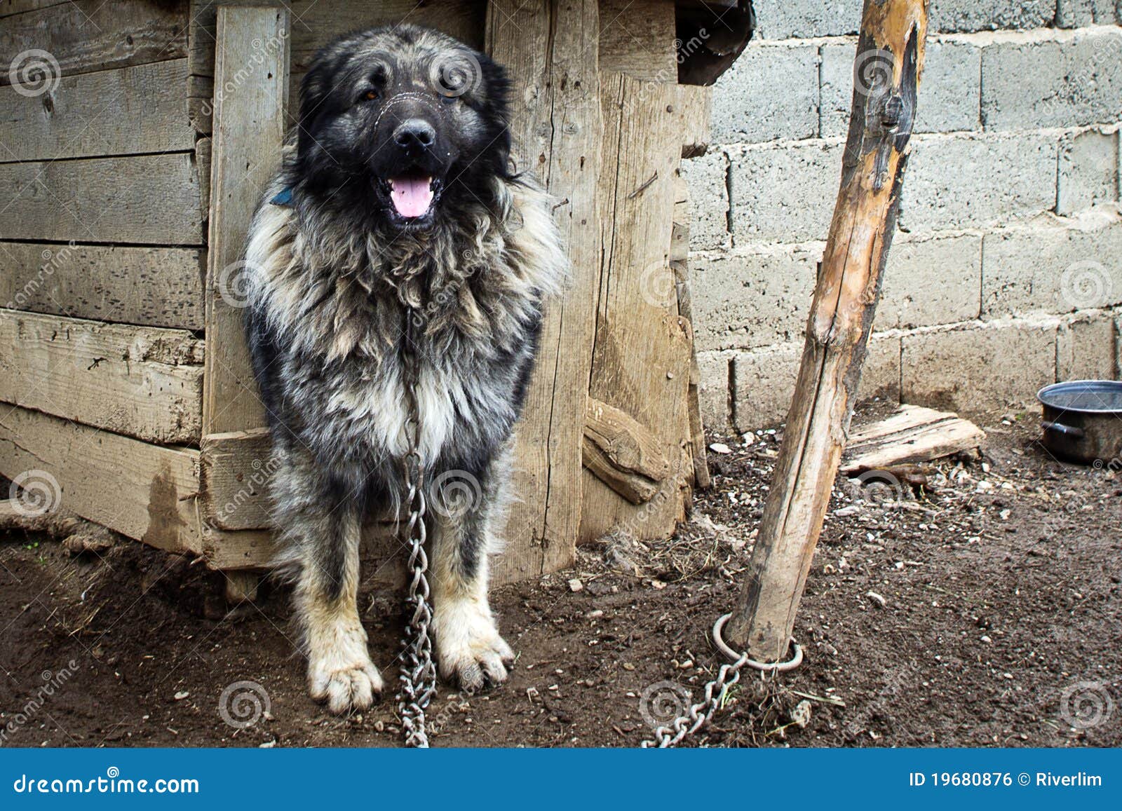 Charplaninatz stock photo. Image of charplaninatz, mountain - 19680876